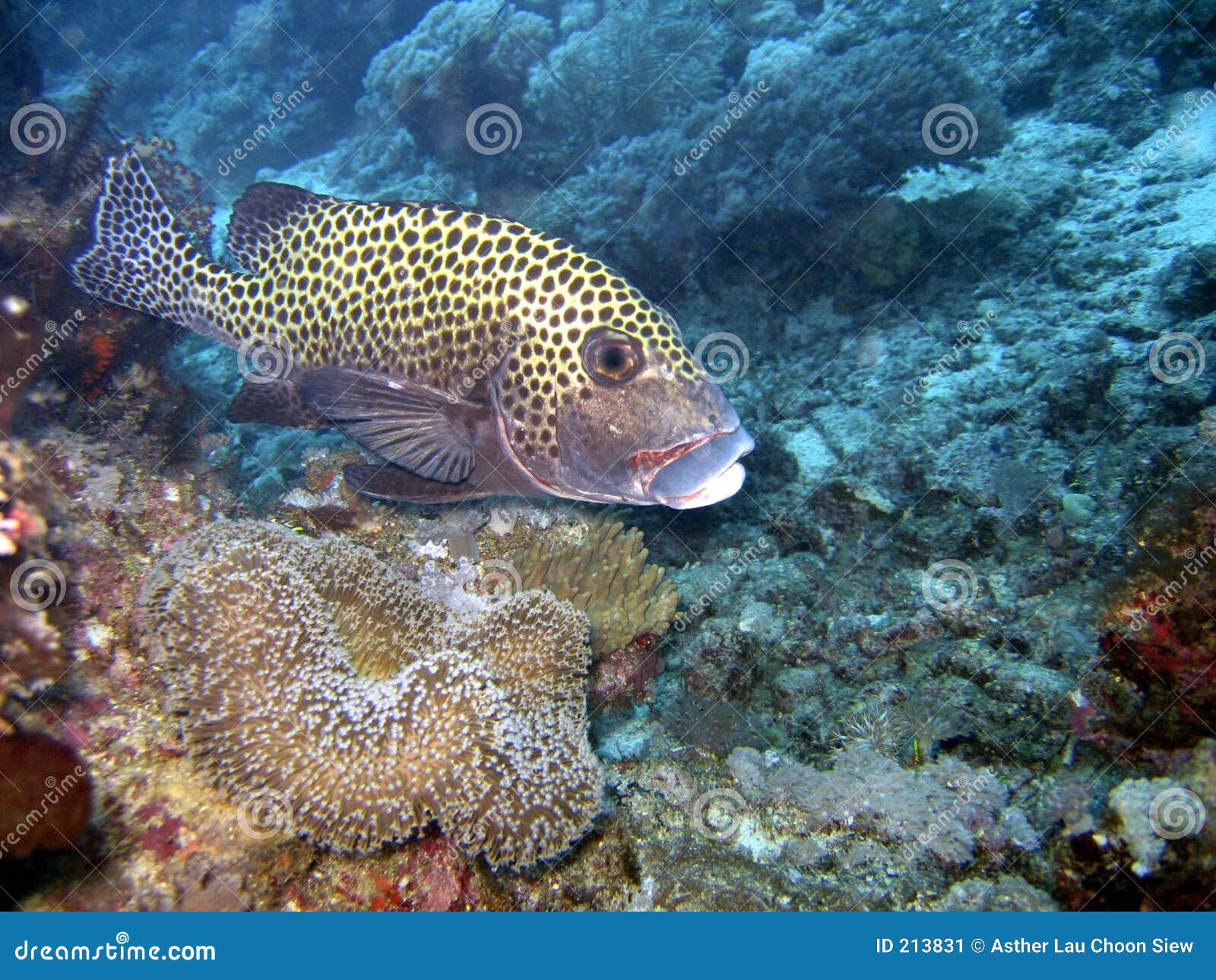 Sweetlip Fish stock image. Image of sweetlip, swim, coral - 213831