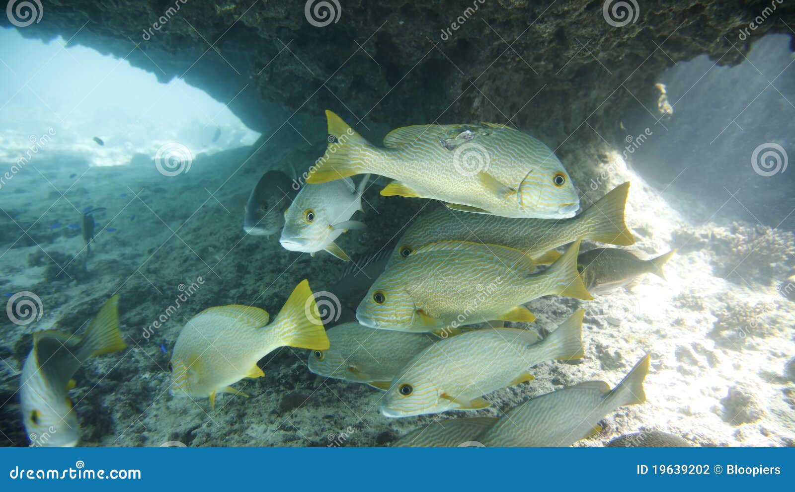 Sweetlip Que Empolla Debajo Foto de archivo - Imagen de amarillo ...