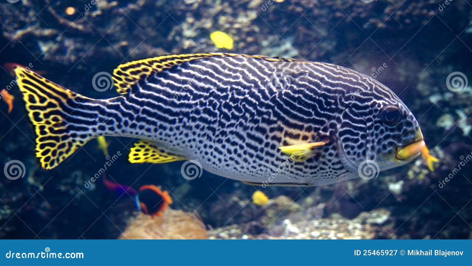 Sweetlips fish 3 stock image. Image of colors, environment - 25465927