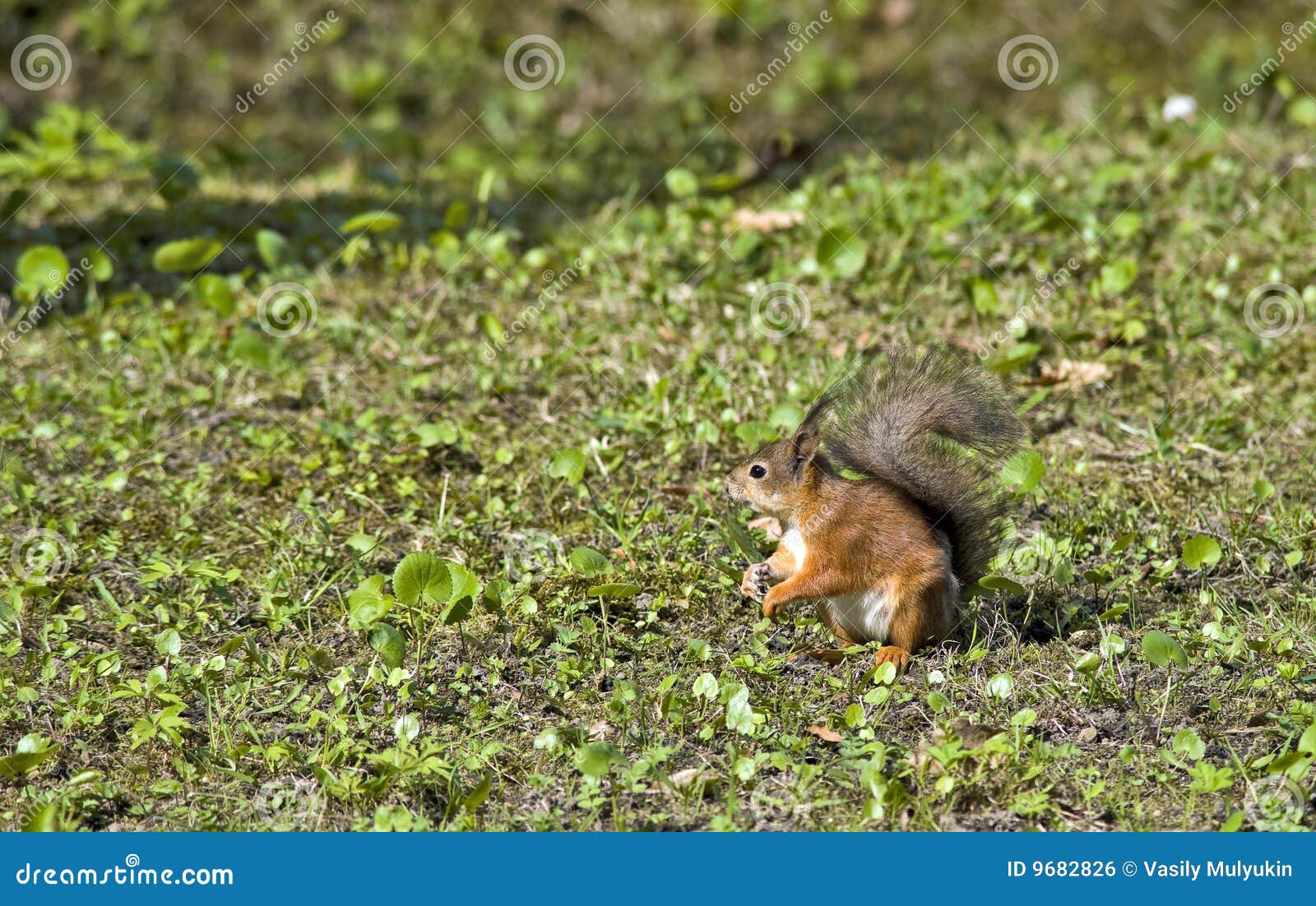 Sweetly pretty squirrel stock photo. Image of bushy, fauna - 9682826