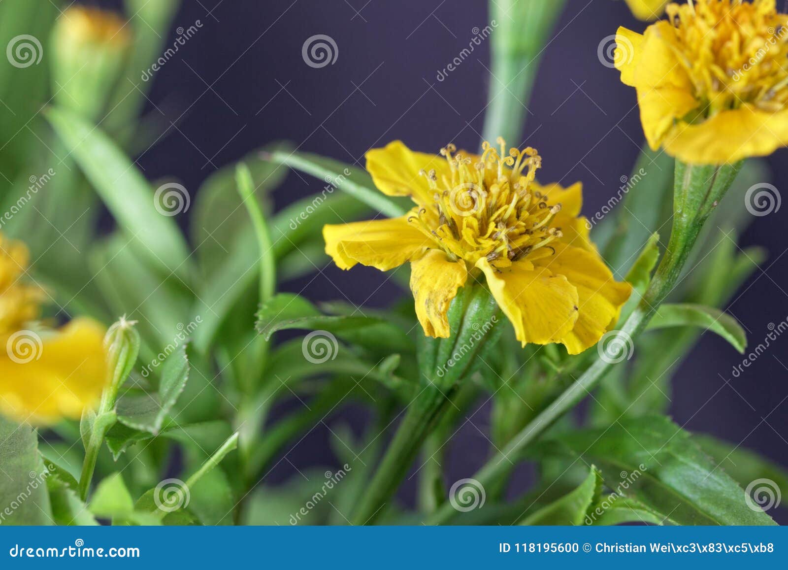 Sweetscented Marigold Tagetes Lucida Stock Photo - Image of green ...