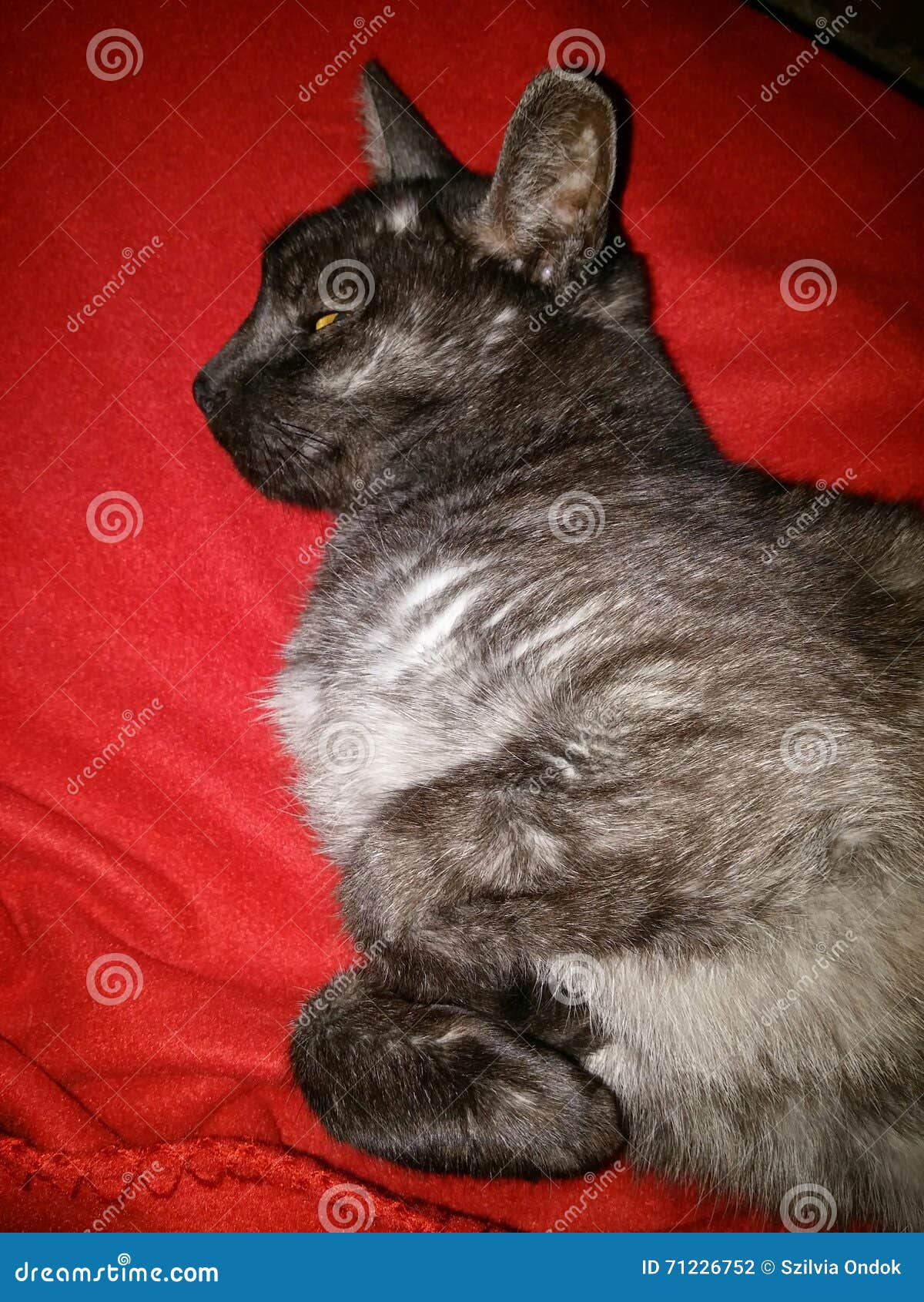 Sweety Cat stock photo. Image of peaceful, love, sweet - 71226752