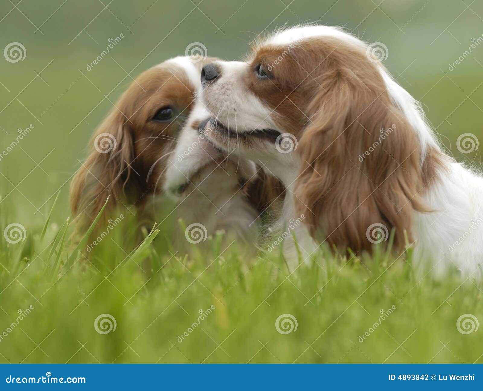 Sweety dogs stock photo. Image of flowers, lake, friendly - 4893842
