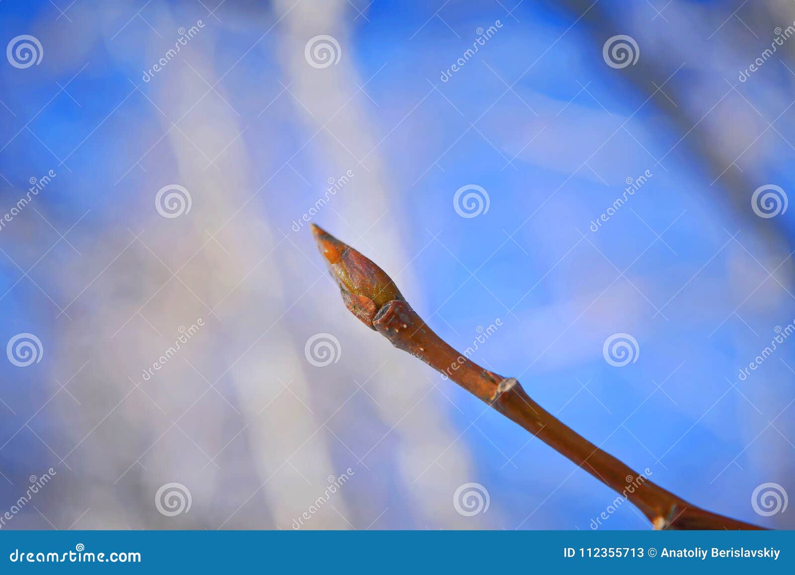 Swelling Buds on a Tree in Early Spring Stock Image - Image of detail ...