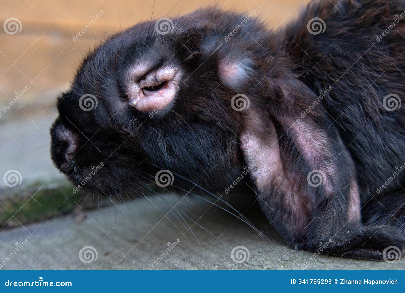 Swelling of the Muzzle, Blepharitis and Plaques on the Ears in a Rabbit ...