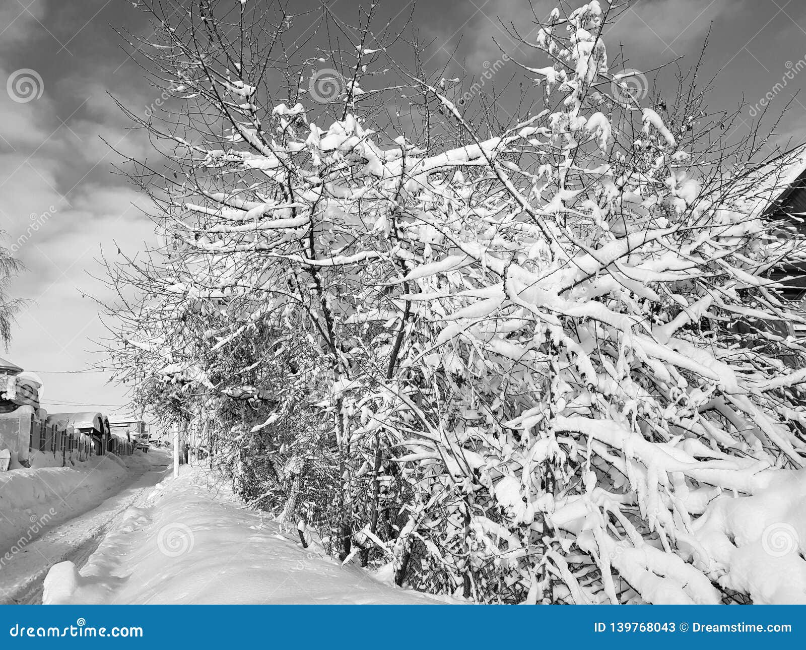 Swept tree all in the snow stock image. Image of february - 139768043