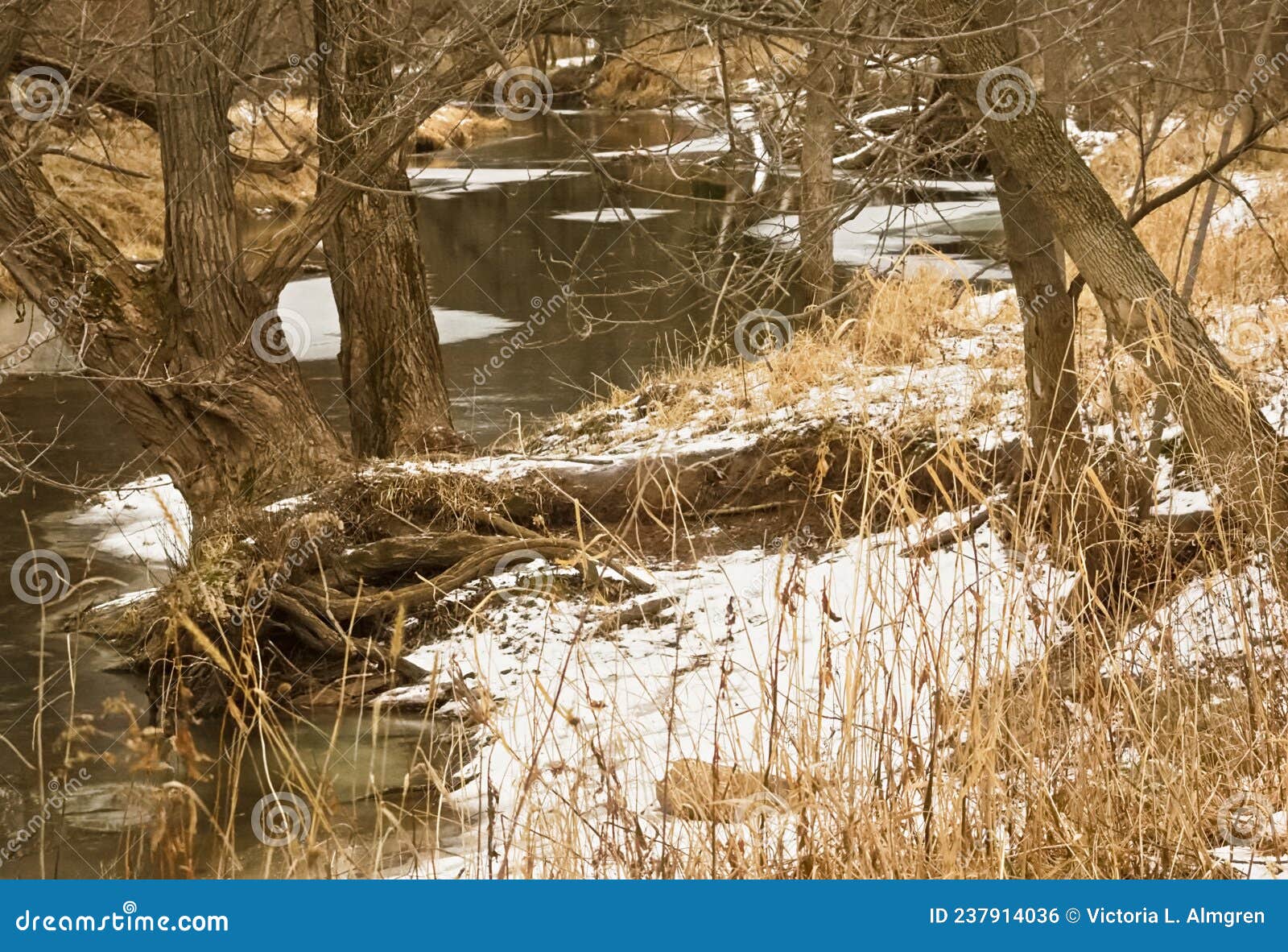 Swerving River Eroding Soil Around Trees Stock Photo - Image of golden ...