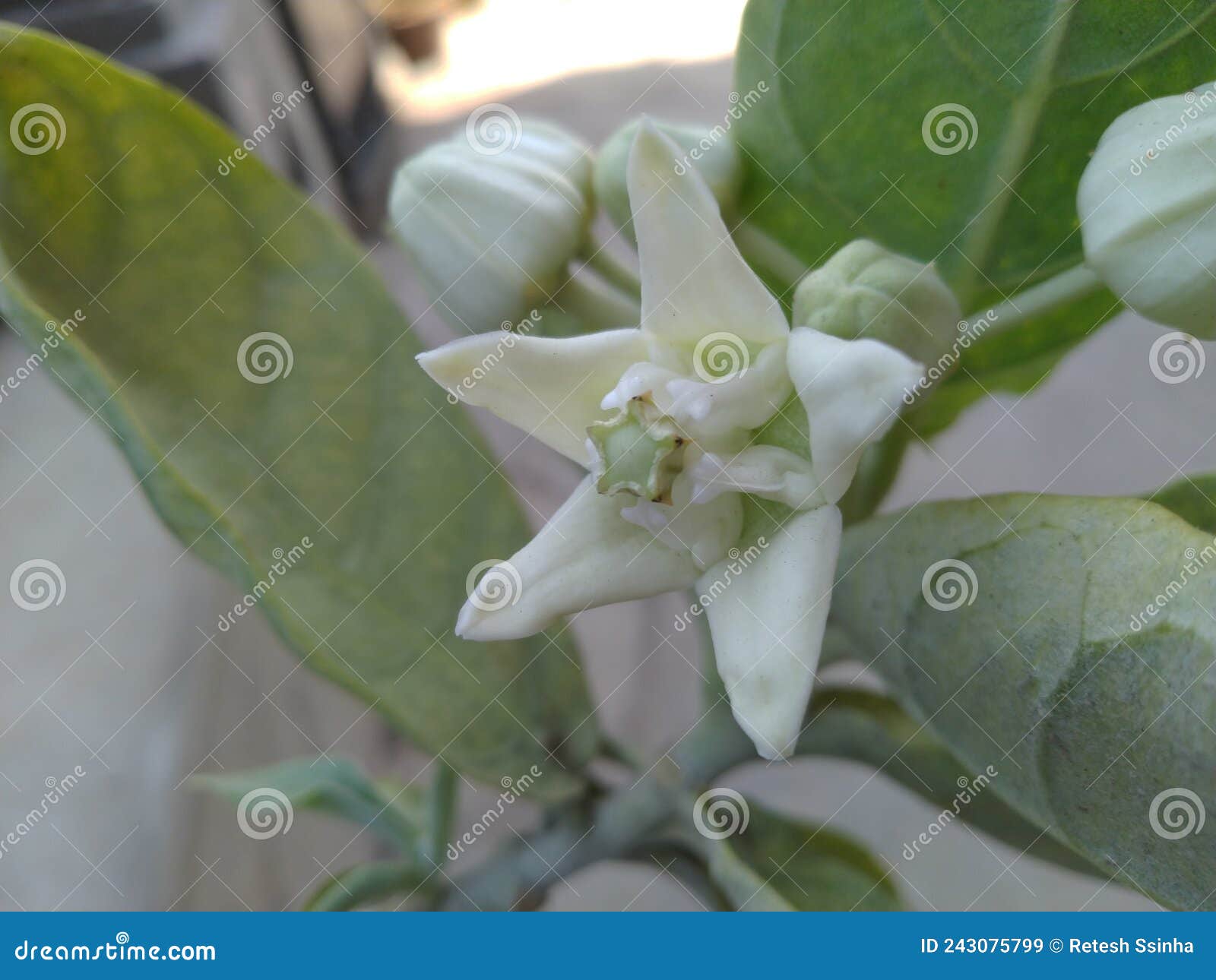 Swet Aak Stock Photos - Free & Royalty-Free Stock Photos from Dreamstime