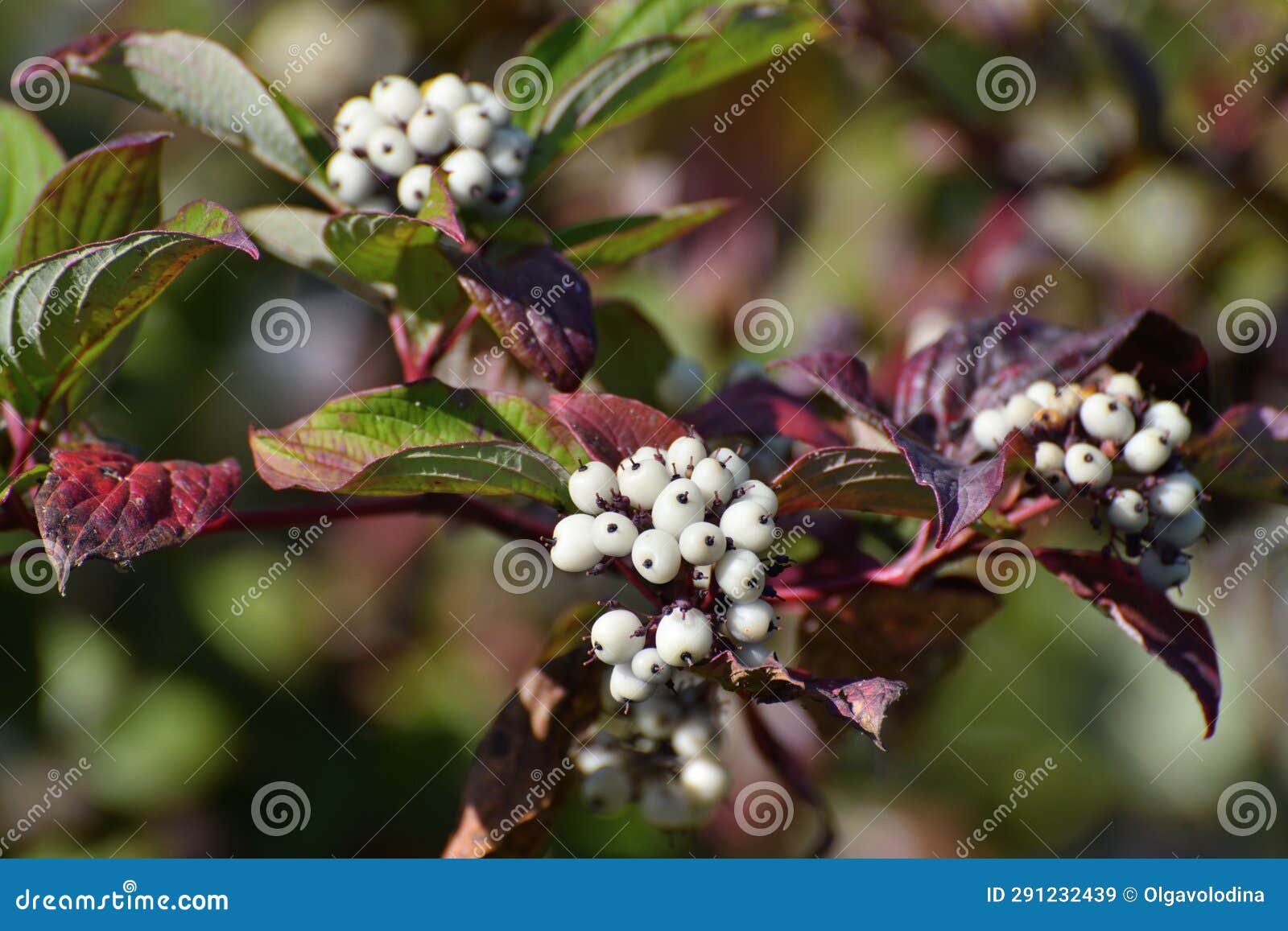 Swida Alba - Wild Berry Bush in Autumn Stock Image - Image of leaves ...