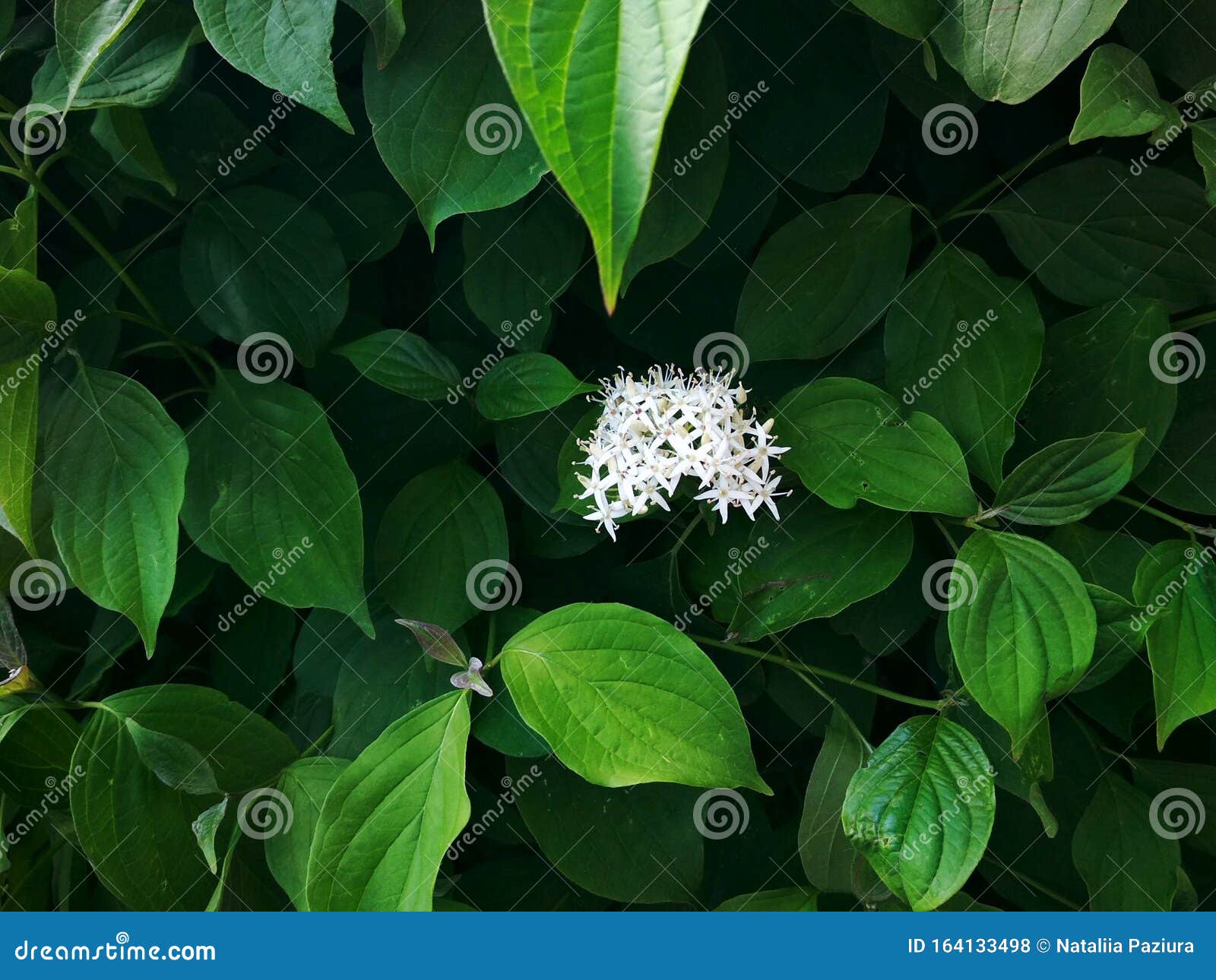 Swida and Fresh Green Leaves Stock Photo - Image of petal, flower ...