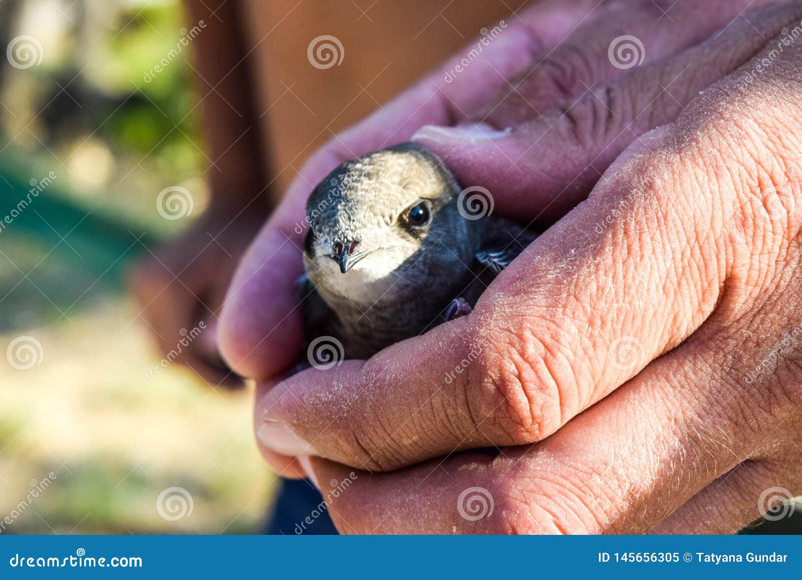 The swift chick stock image. Image of hold, apus, closeup - 145656305