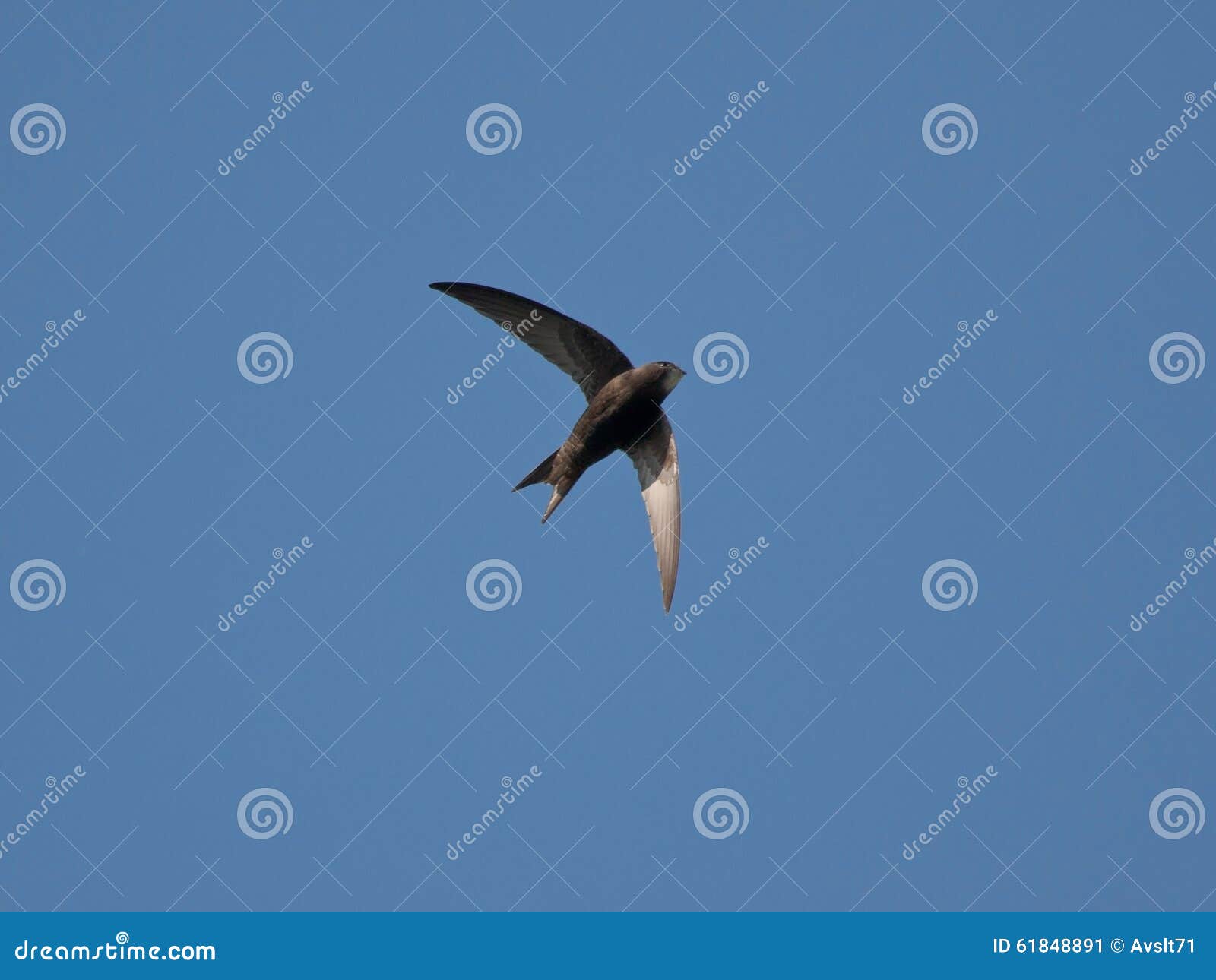 Swift flight stock image. Image of boomerang, apus, animals - 61848891