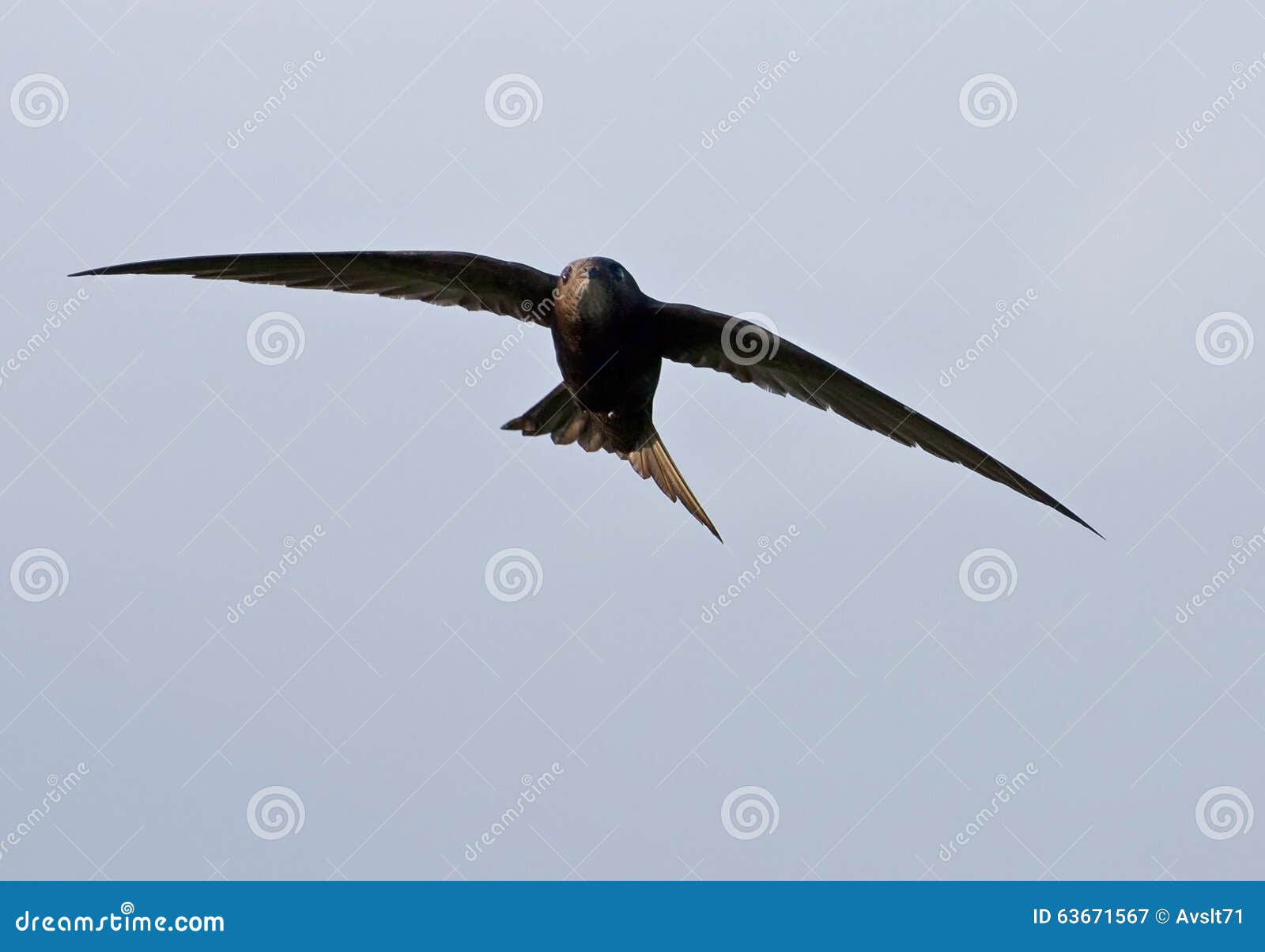 Swift flight stock image. Image of height, wildlife, glider - 63671567