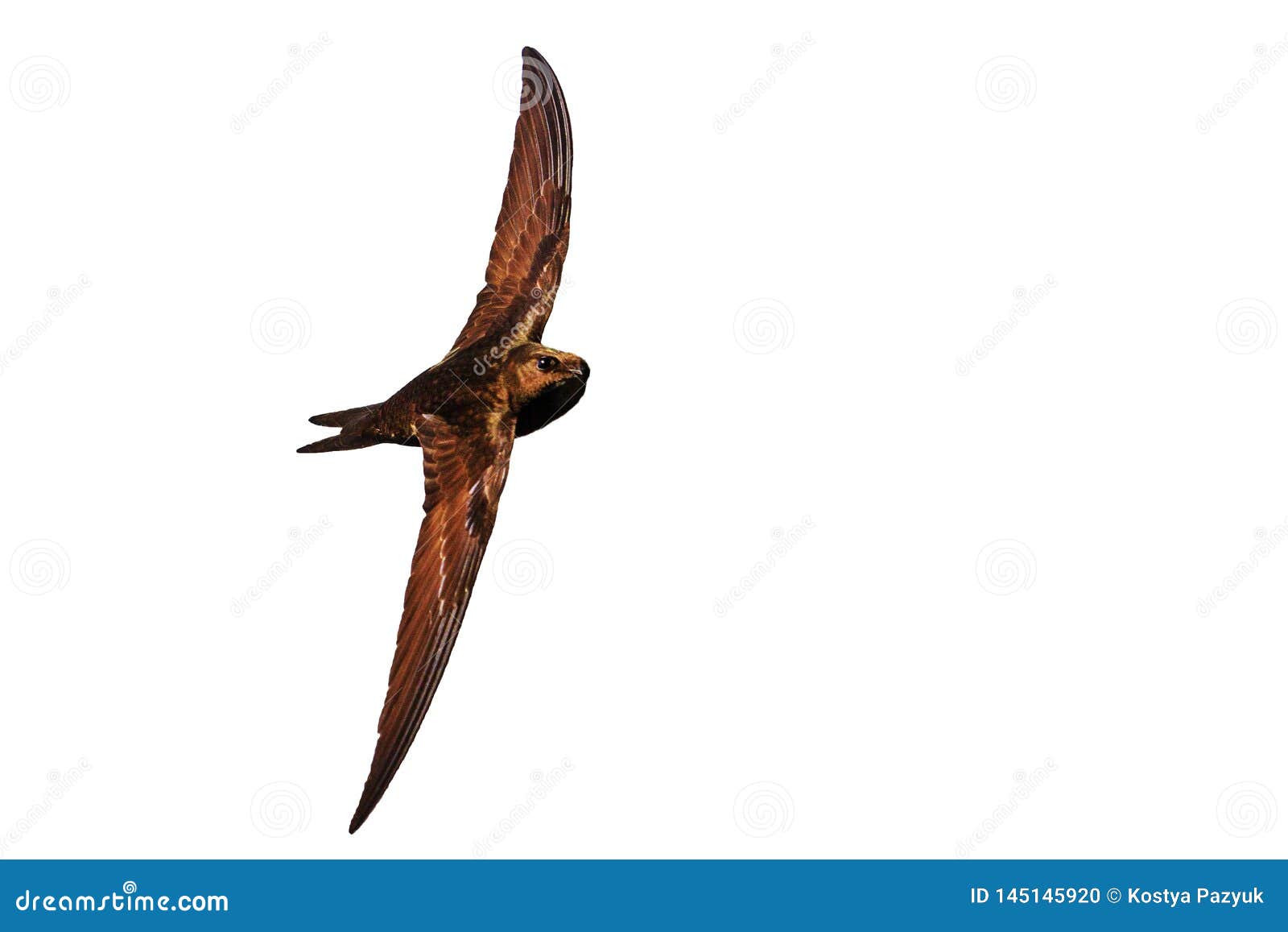 Swift in Flight Isolated on White Background Stock Photo - Image of ...