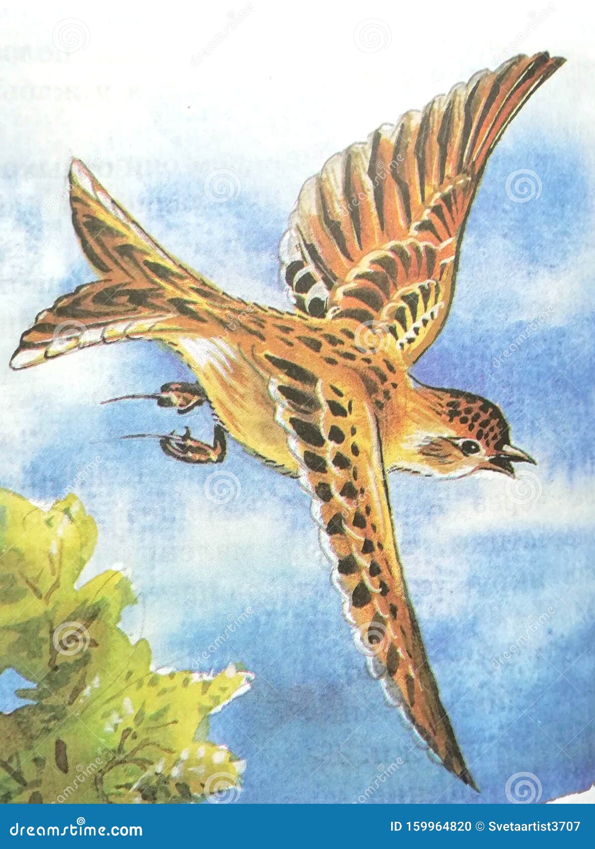 Swift in Flight stock photo. Image of watercolor, bird - 159964820