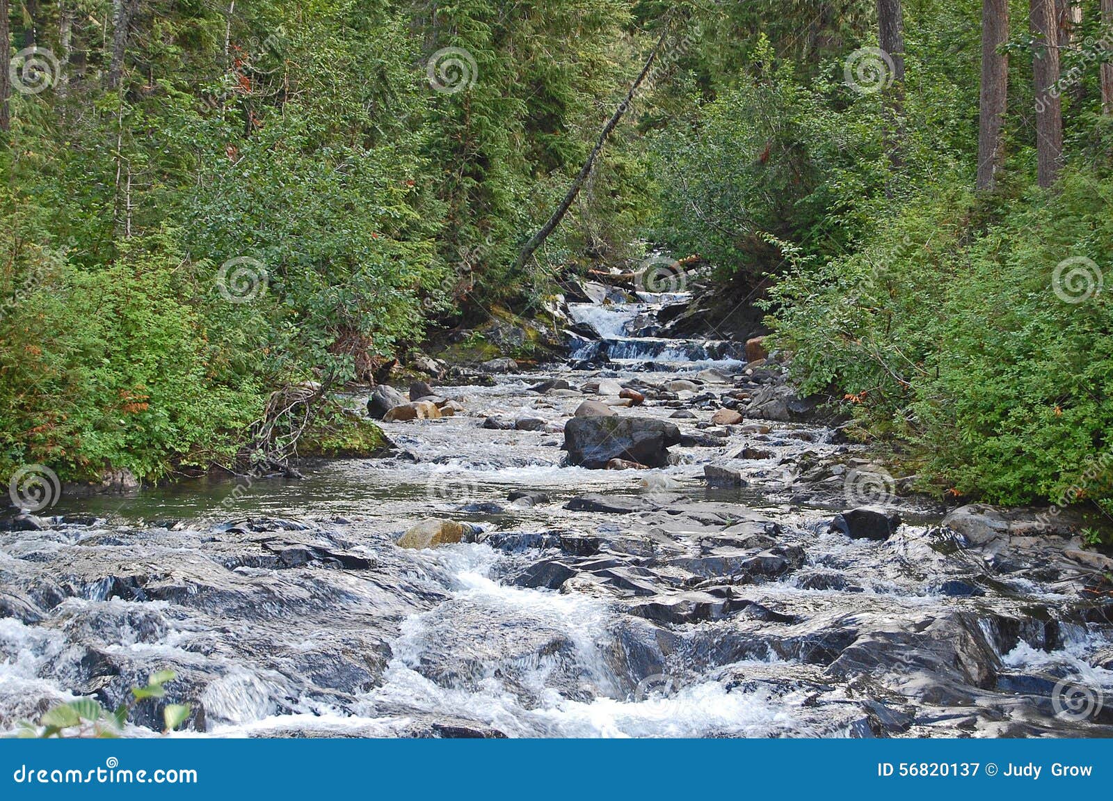 Swift flowing rocky stream stock image. Image of rainier - 56820137