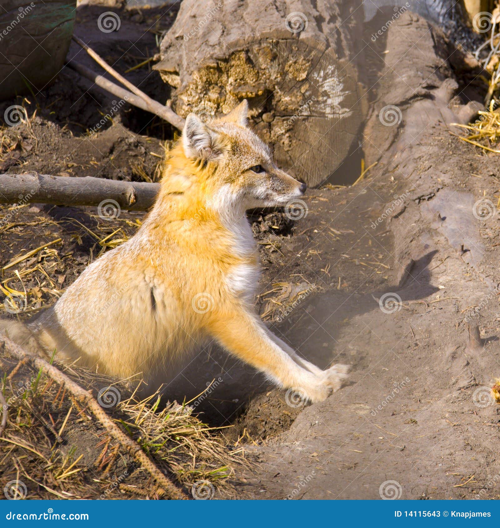 Swift Fox stock image. Image of canada, cute, grass, brown - 14115643