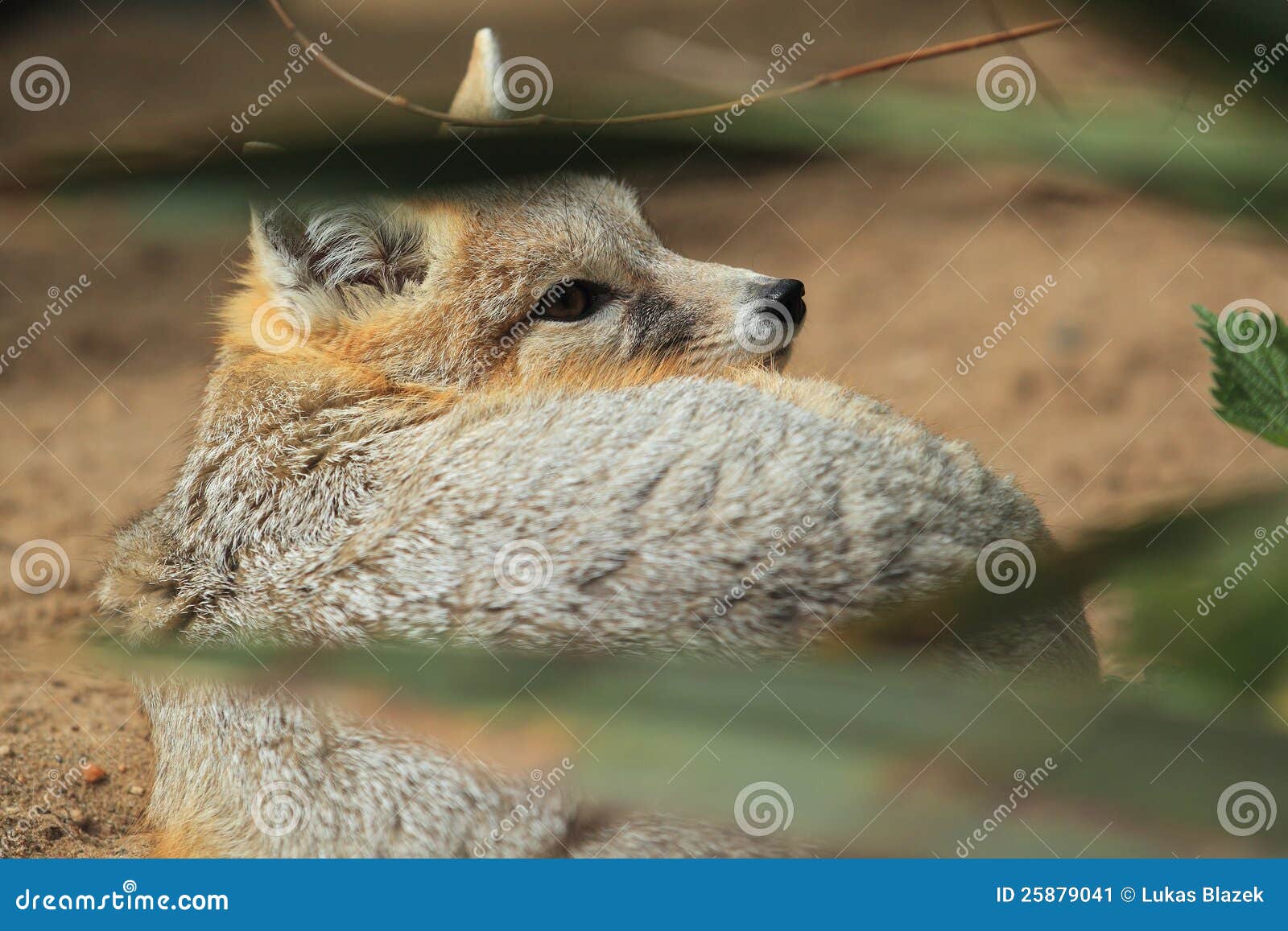 Swift fox stock image. Image of nature, vulpes, mammal - 25879041