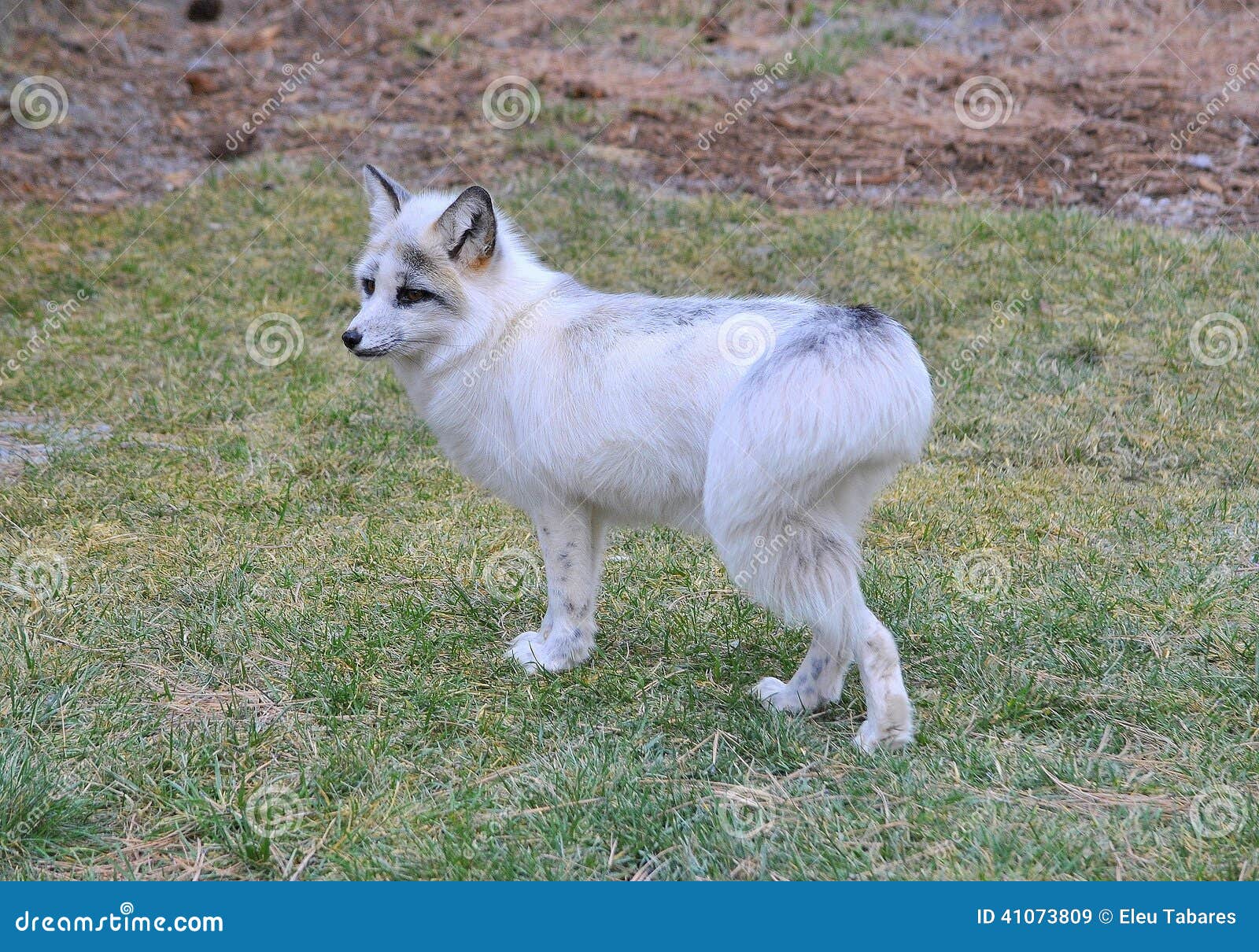 Swift Fox stock image. Image of foxvulpes, wildlife, eared - 41073809