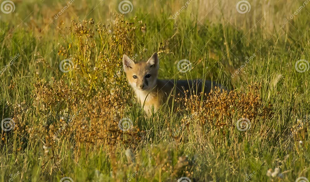Swift Fox stock image. Image of ready, outdoors, wildlife - 95908039