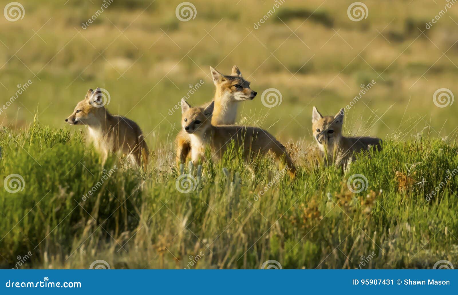 Swift Fox stock image. Image of swift, great, nature - 95907431