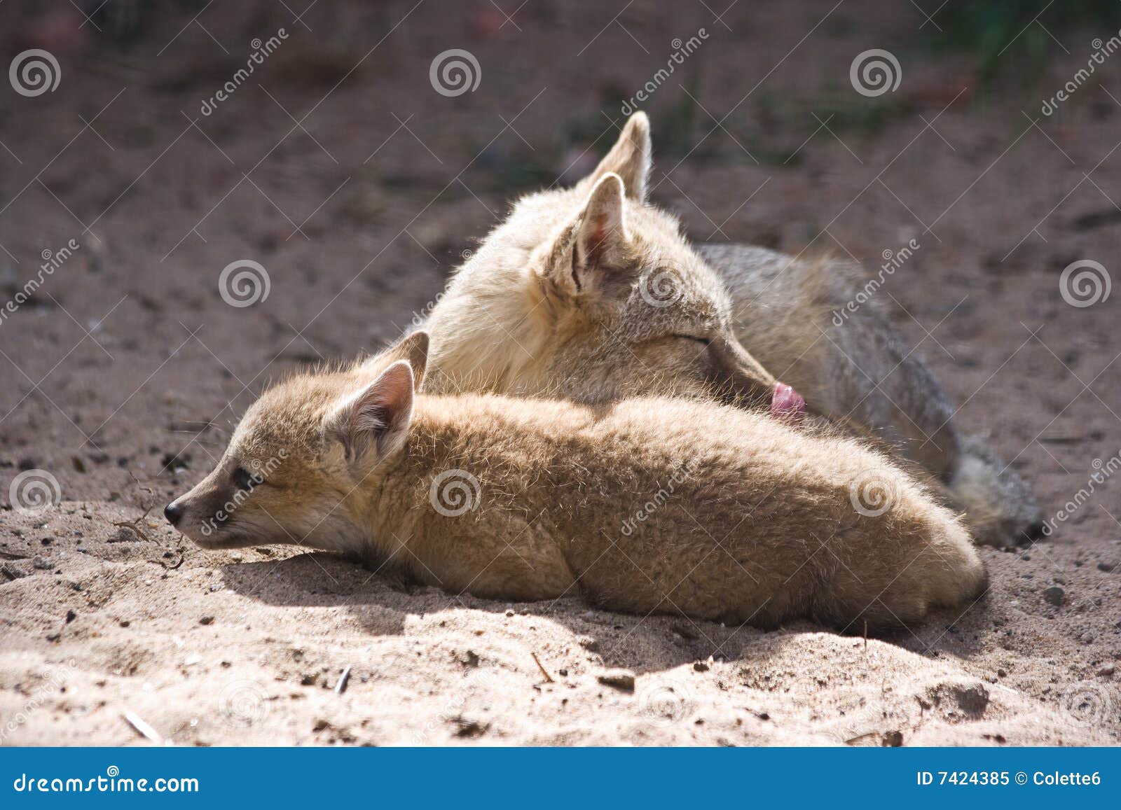 Swift foxes resting stock image. Image of nature, wander - 7424385