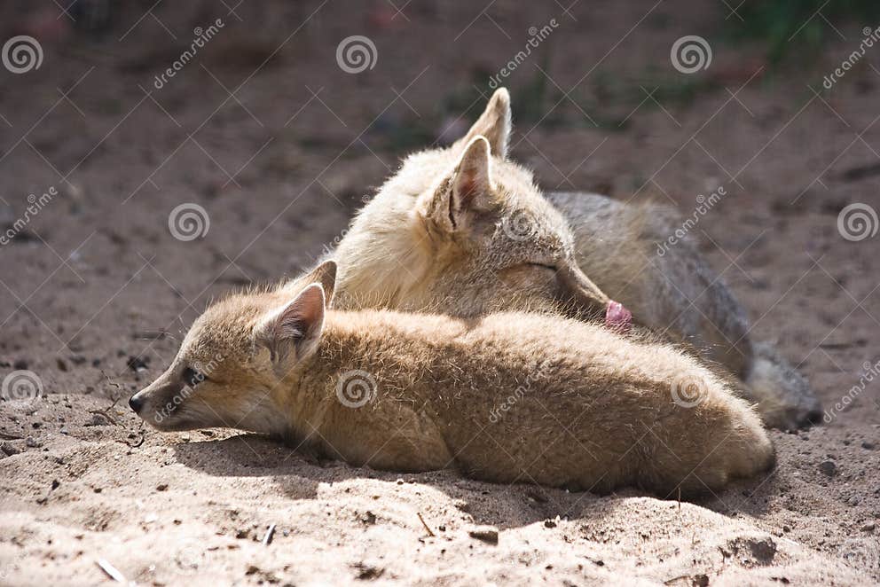 Swift foxes resting stock image. Image of nature, wander - 7424385