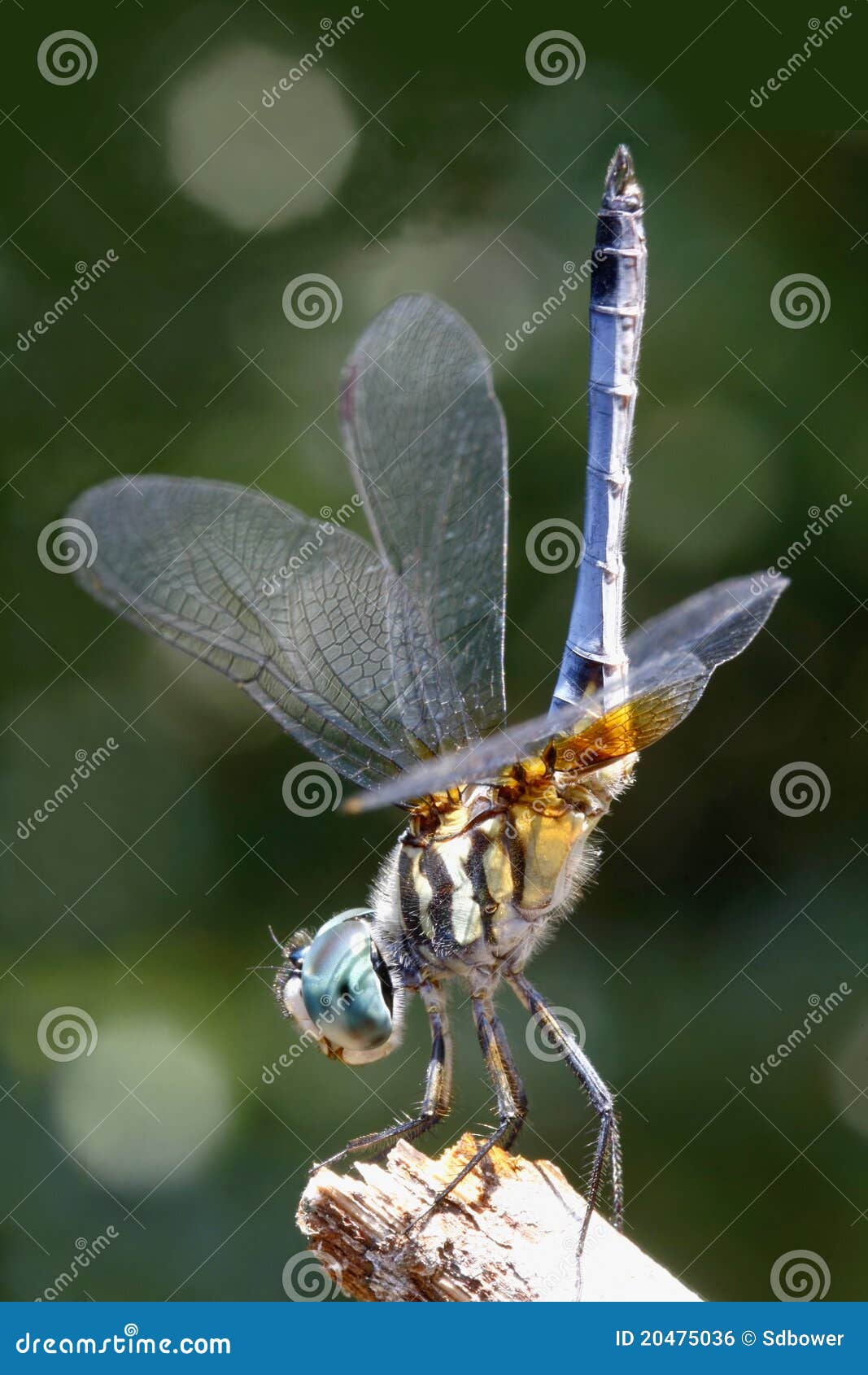 Swift Long Wing Skimmer Dragonfy Stock Photo - Image of closeup, long ...