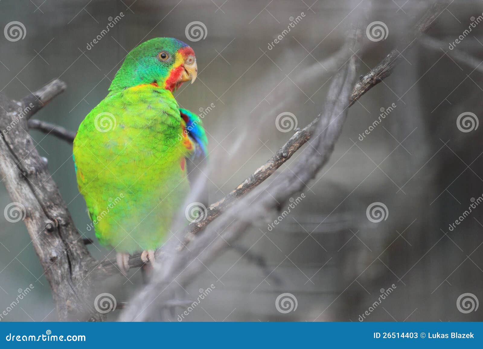 Swift parrot stock image. Image of parrot, animal, discolor - 26514403