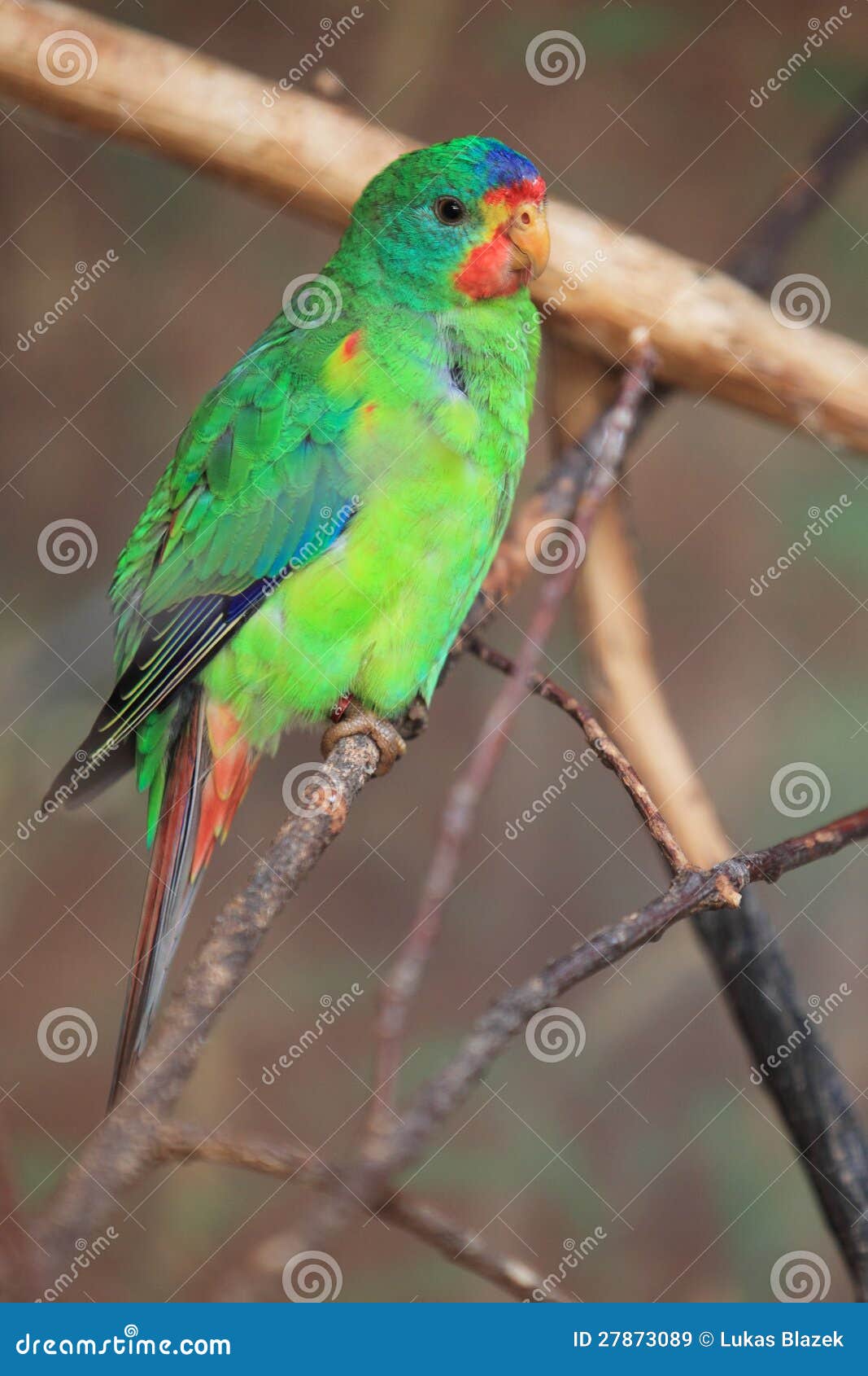 Swift parrot stock image. Image of sitting, tweet, nature - 27873089