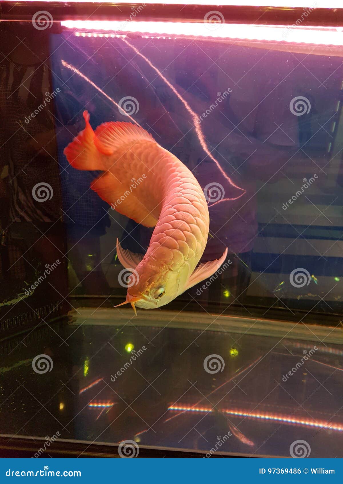 Swift swimmer stock photo. Image of fish, elagent, swimmer - 97369486
