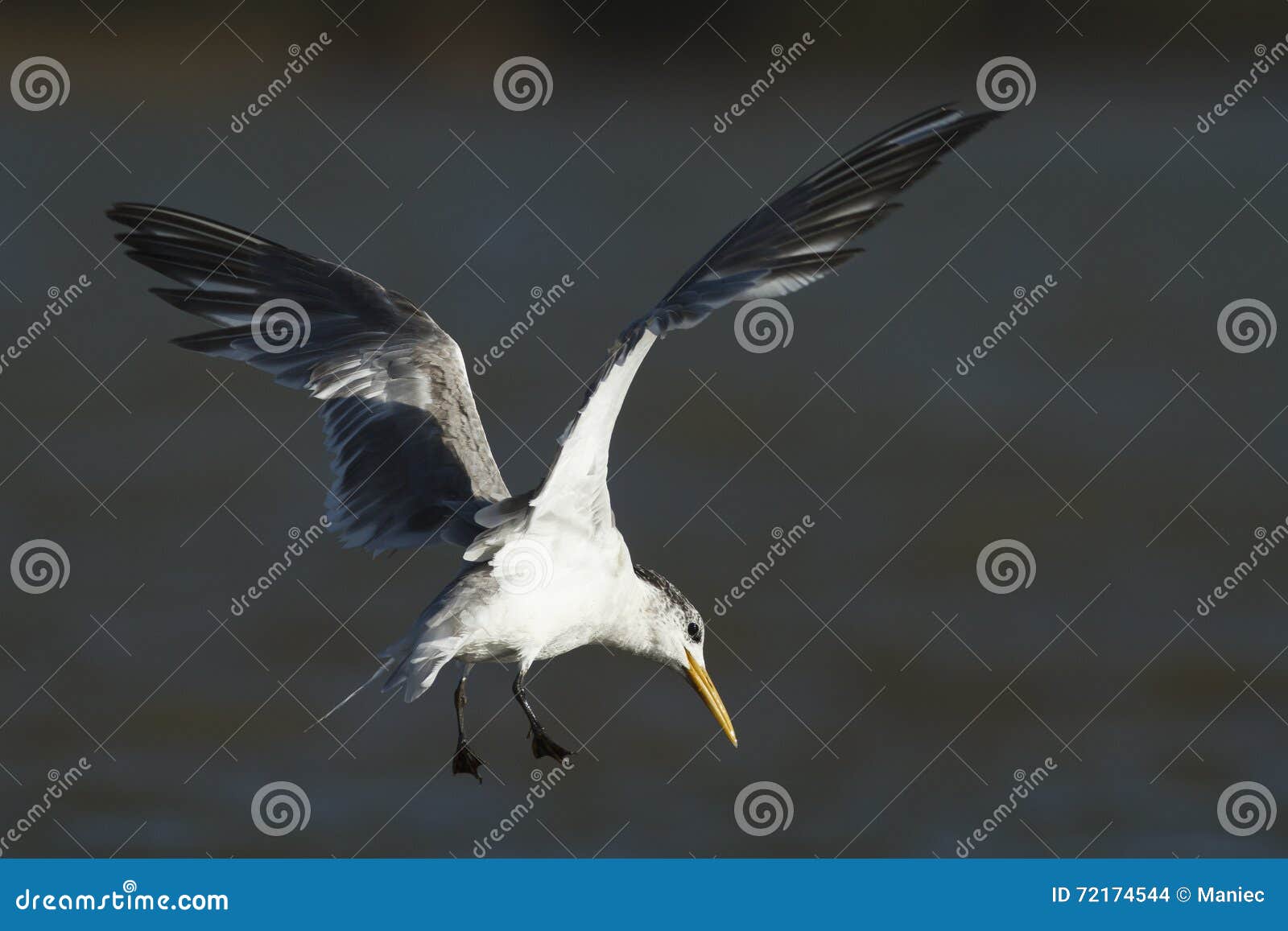 Swift Tern stock photo. Image of wildlife, nature, flight - 72174544