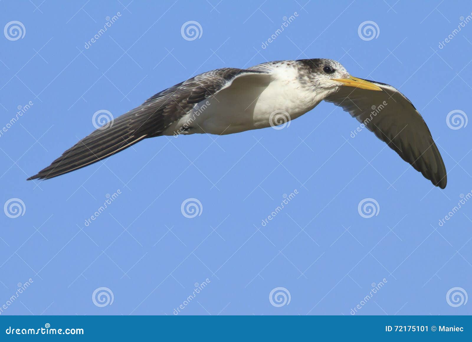 Swift Tern stock image. Image of swift, wing, birds, animal - 72175101