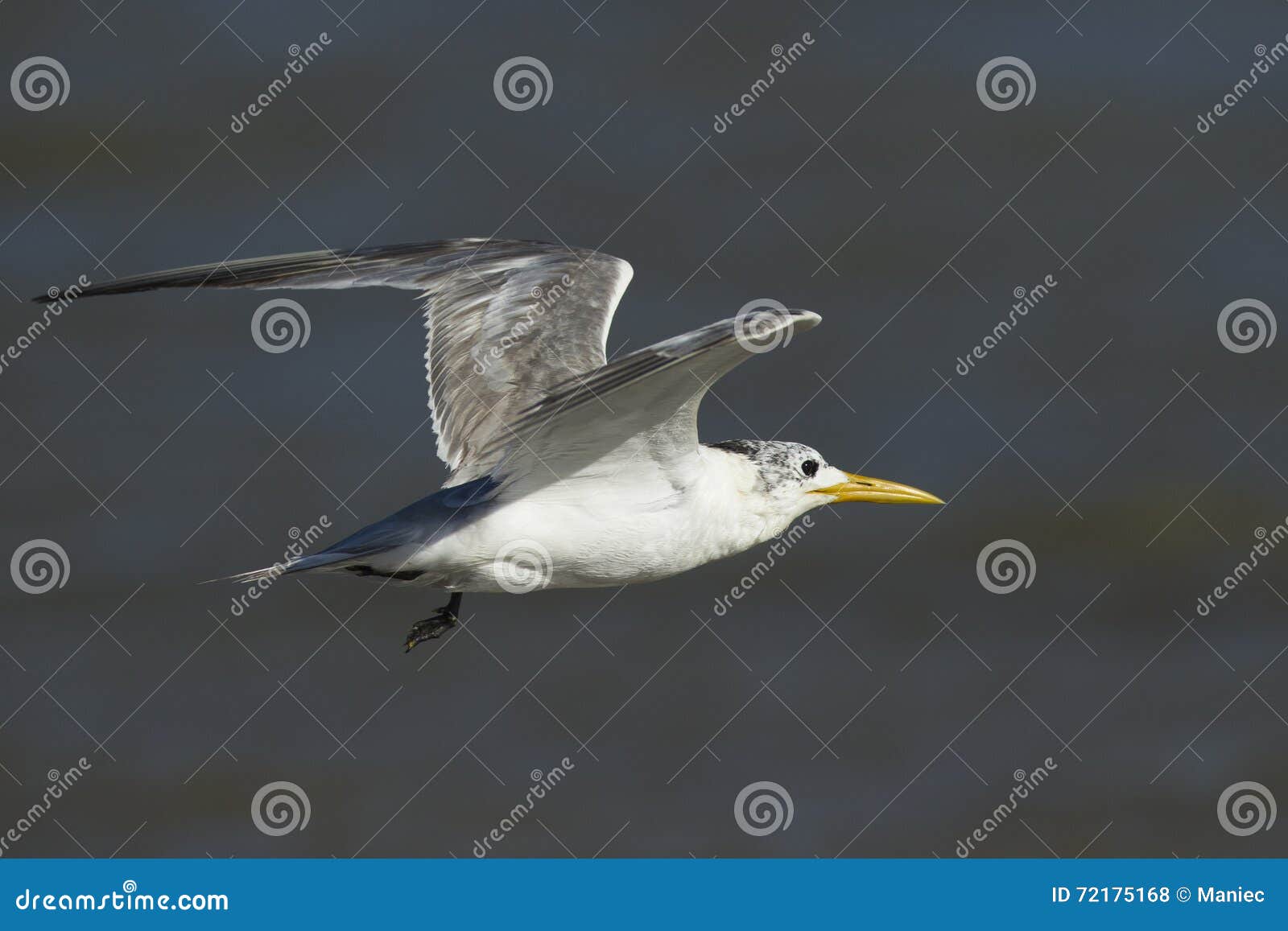 Swift Tern stock photo. Image of nature, bird, flight - 72175168