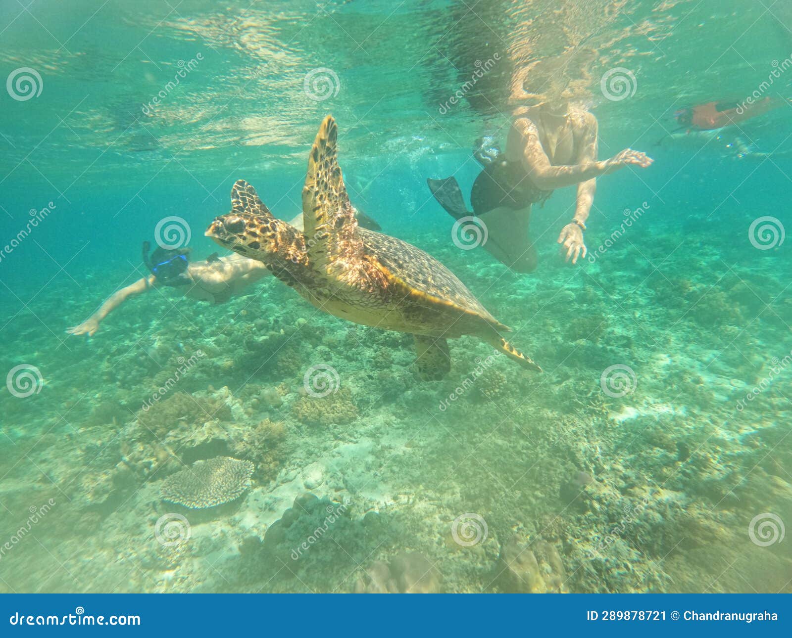 Swim with Turtles in the Blue Sea Stock Image - Image of turtles, touch ...
