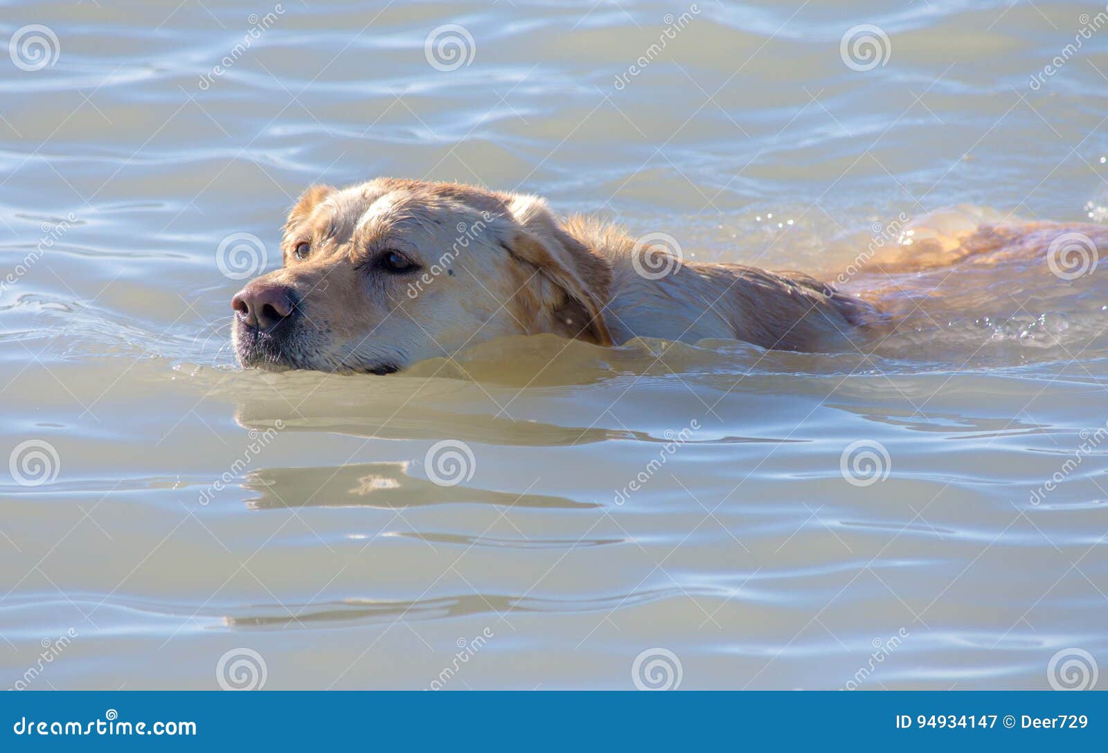 Swim Yellow Lab stock image. Image of shake, water, mans - 94934147