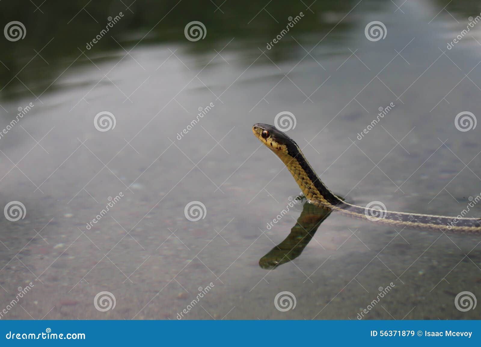 Swiming Garter Snake stock image. Image of swimming, garter - 56371879