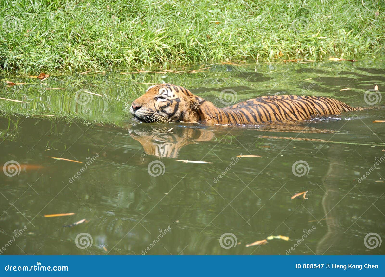 Swiming Tiger Picture. Image: 808547