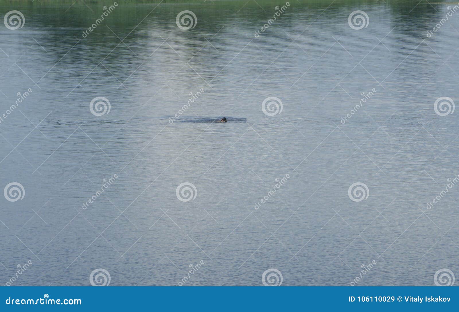 Swimmers Far Away from Shore Stock Image - Image of competitor ...