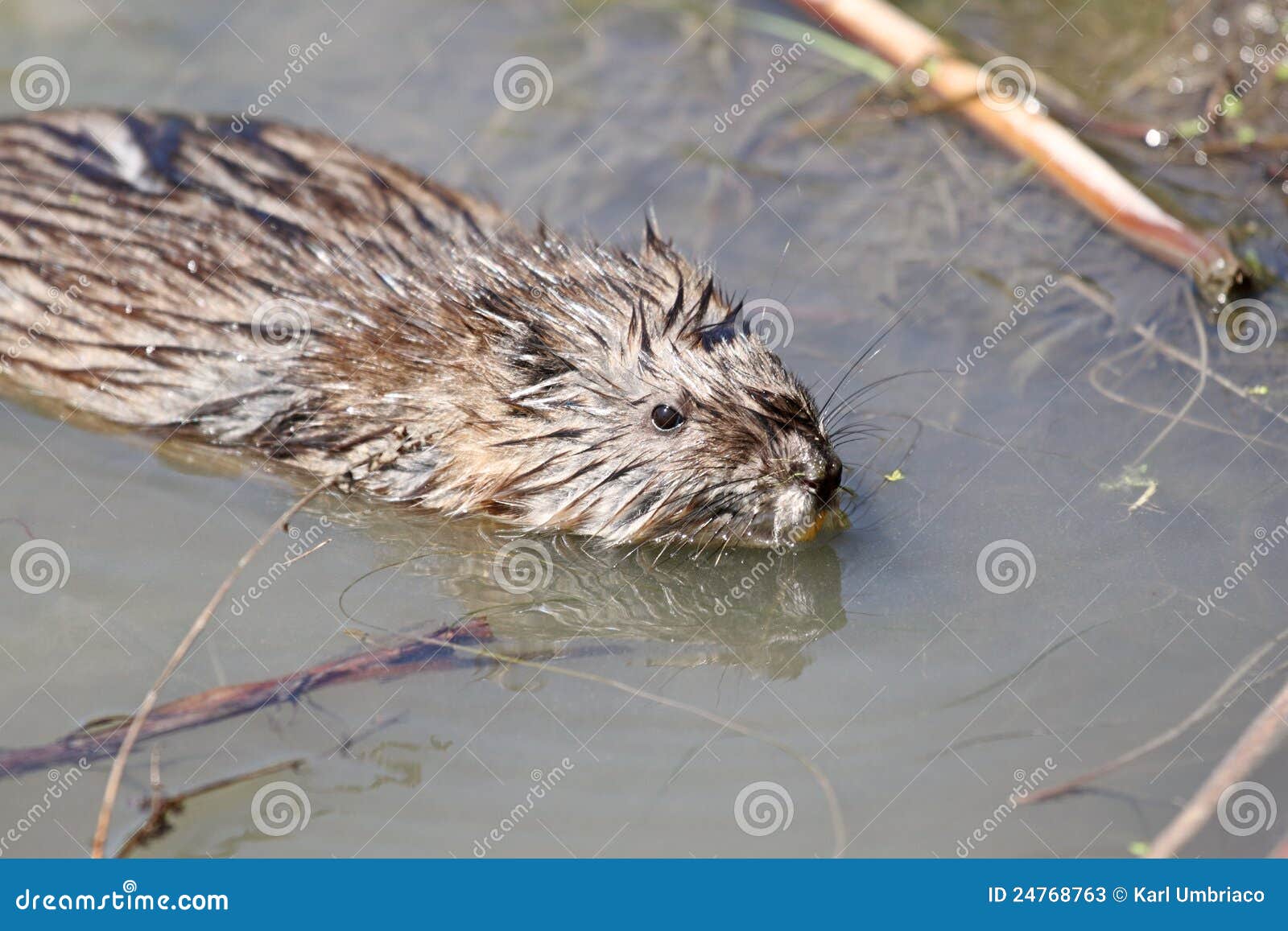 Swimming stock image. Image of nature, wildlife, rodent - 24768763