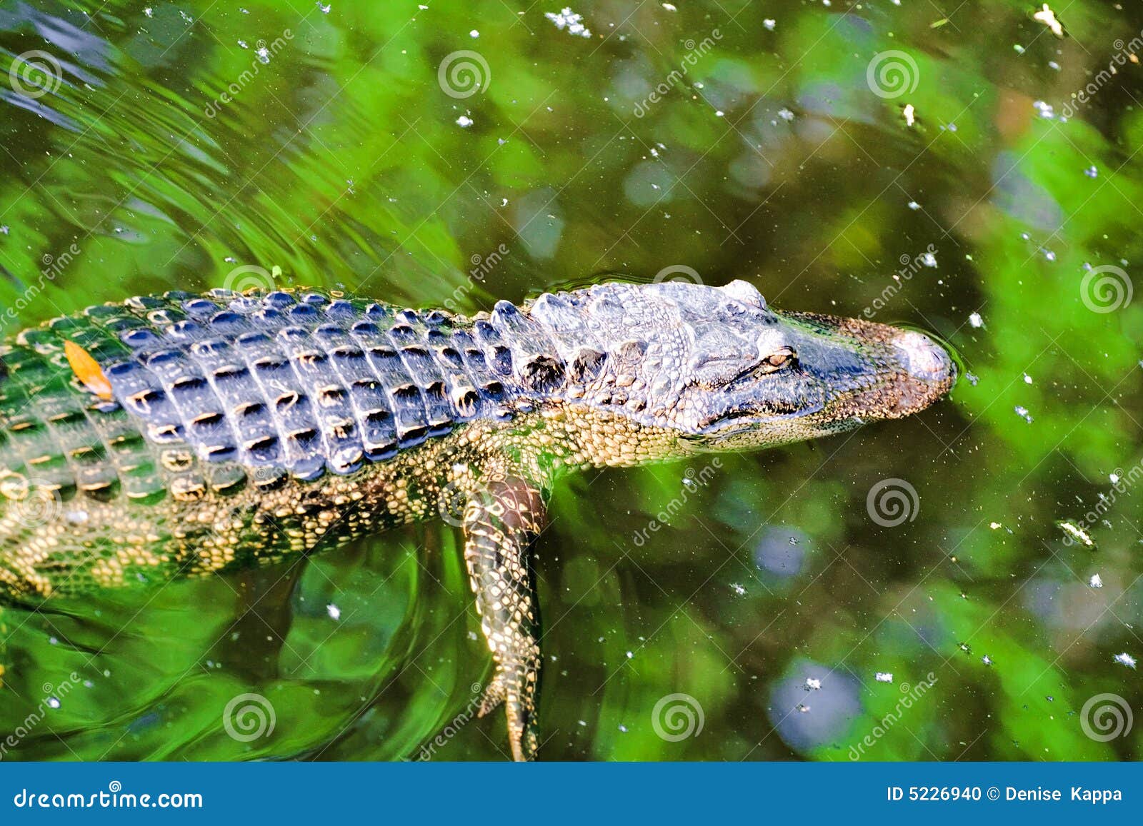 Swimming Alligator stock photo. Image of nature, reptile - 5226940