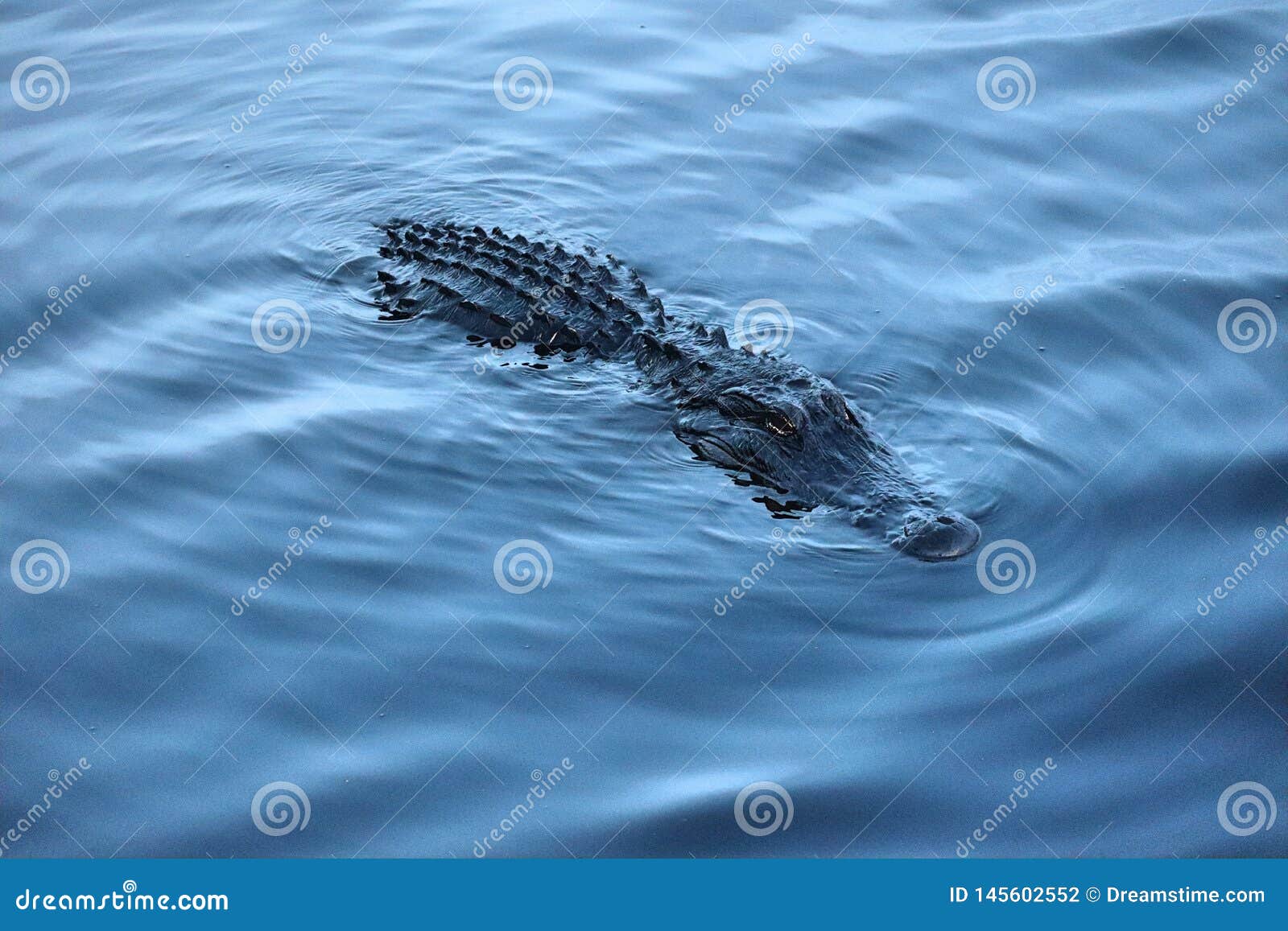 The Swimming Alligator with Beautiful Eyes and Skin Editorial ...