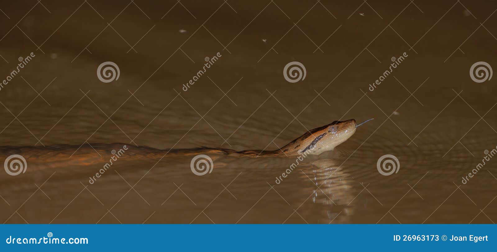 Swimming Anaconda stock image. Image of color, eunectes - 26963173
