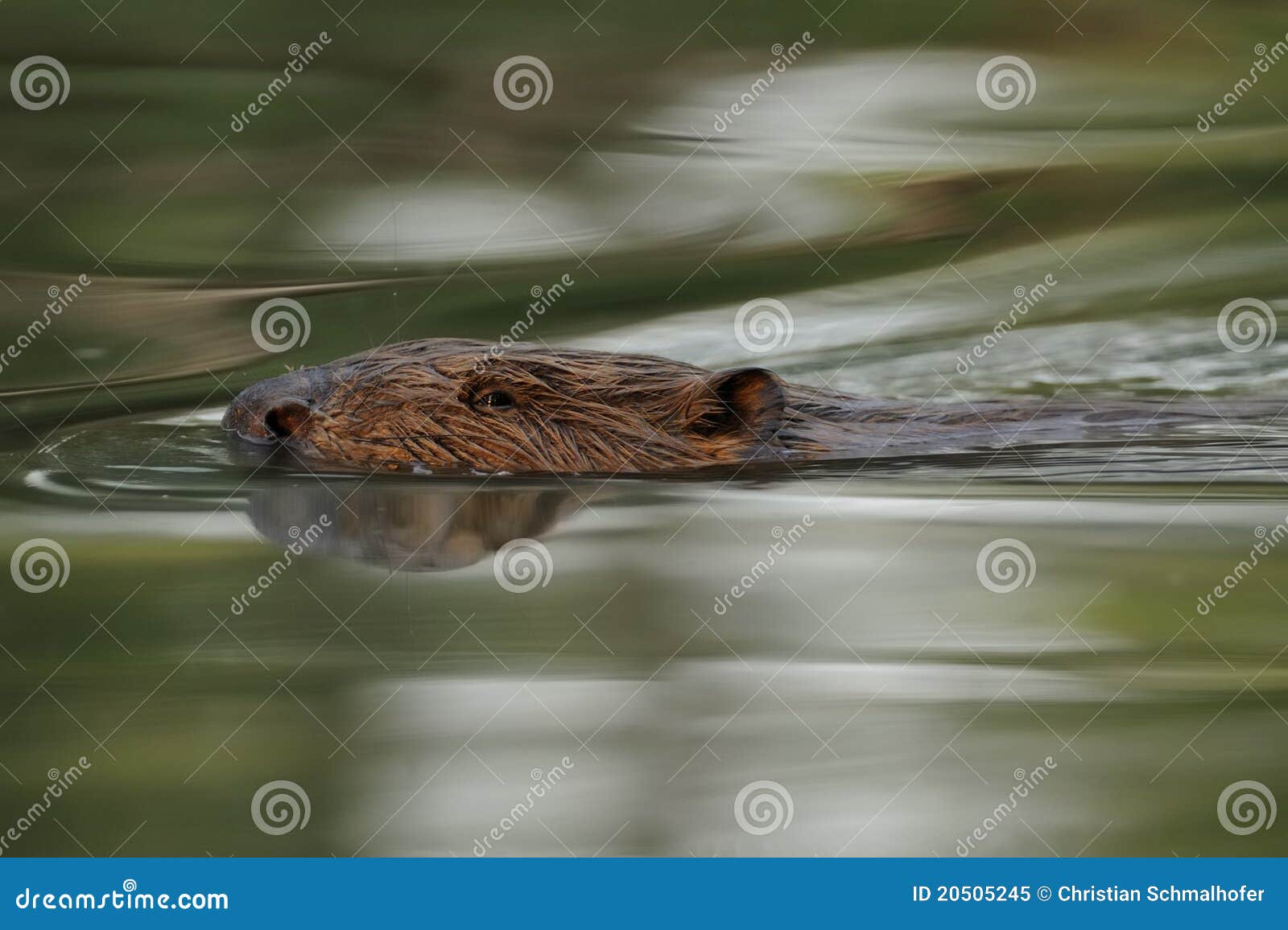 Swimming Beaver stock image. Image of animals, rodentia - 20505245