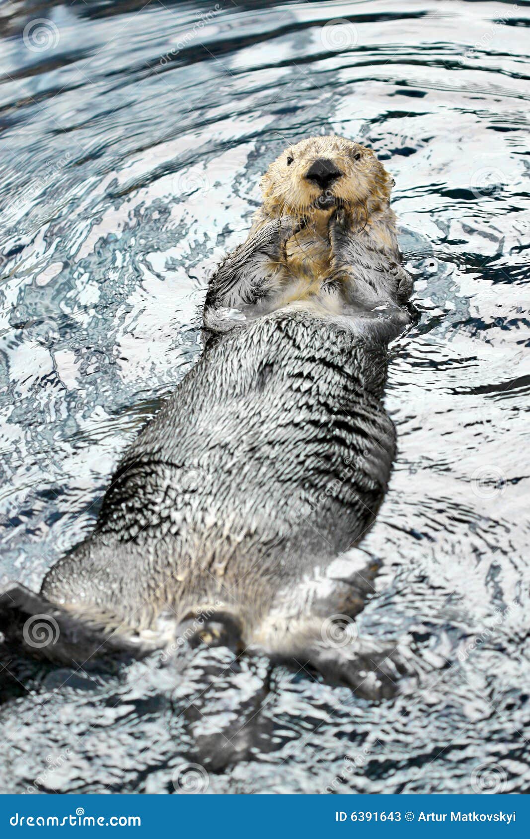 Swimming beaver stock image. Image of protection, environment - 6391643