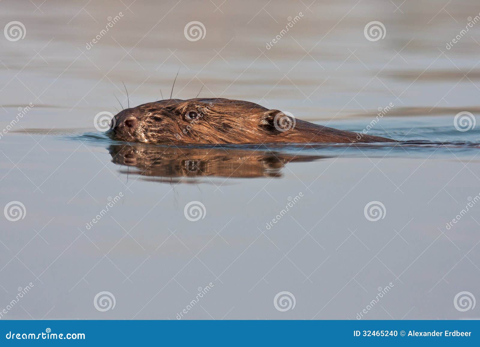 A swimming beaver stock photo. Image of lake, mammal - 32465240