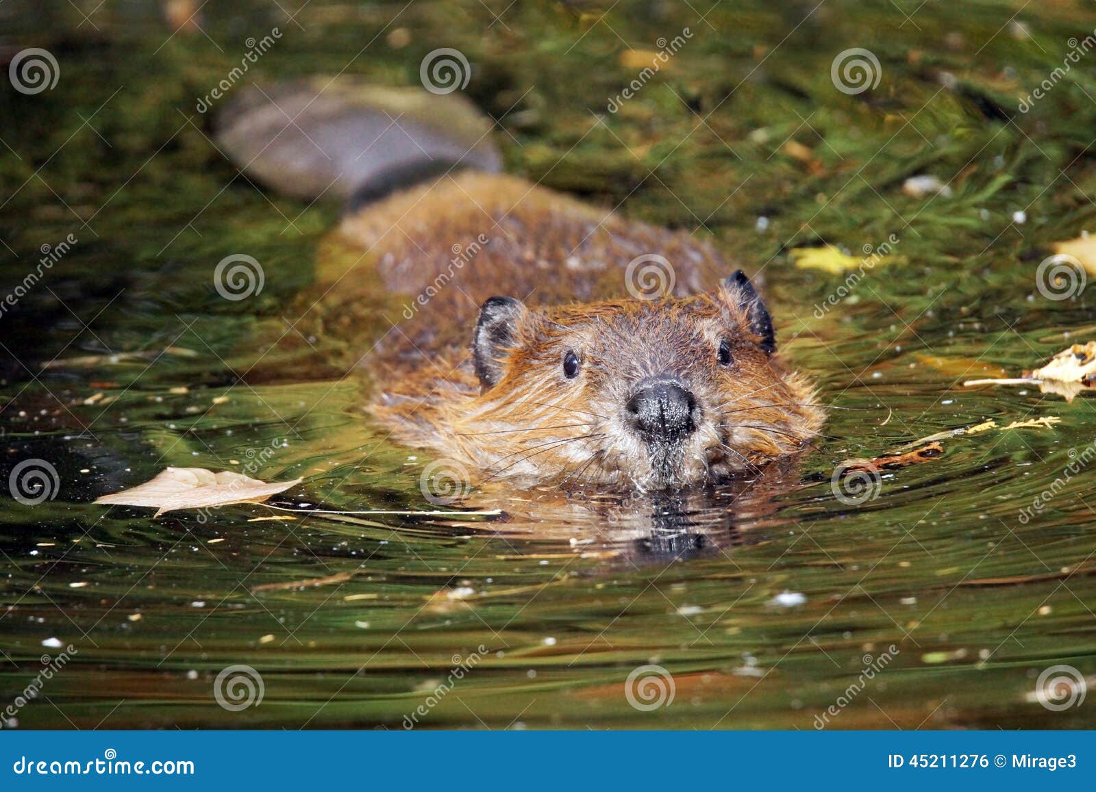 Swimming beaver stock photo. Image of canada, detail - 45211276