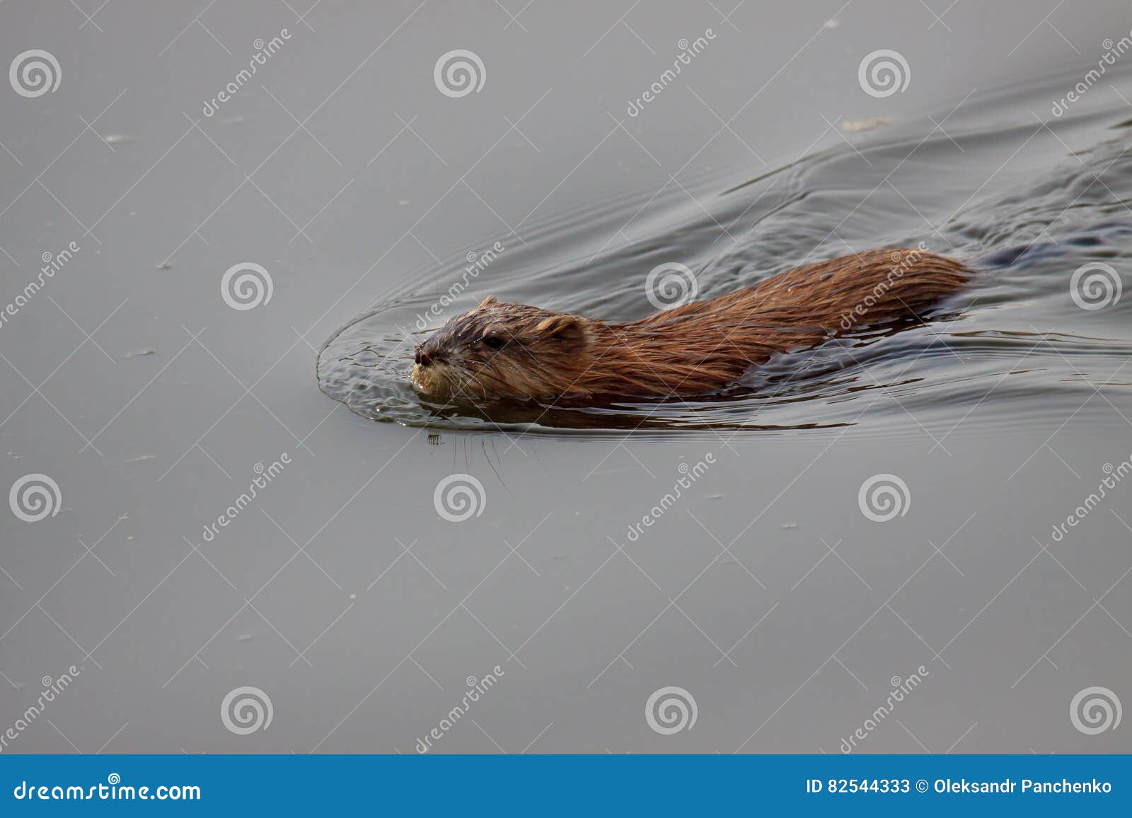 Swimming beaver stock image. Image of bite, beaver, closeup - 82544333