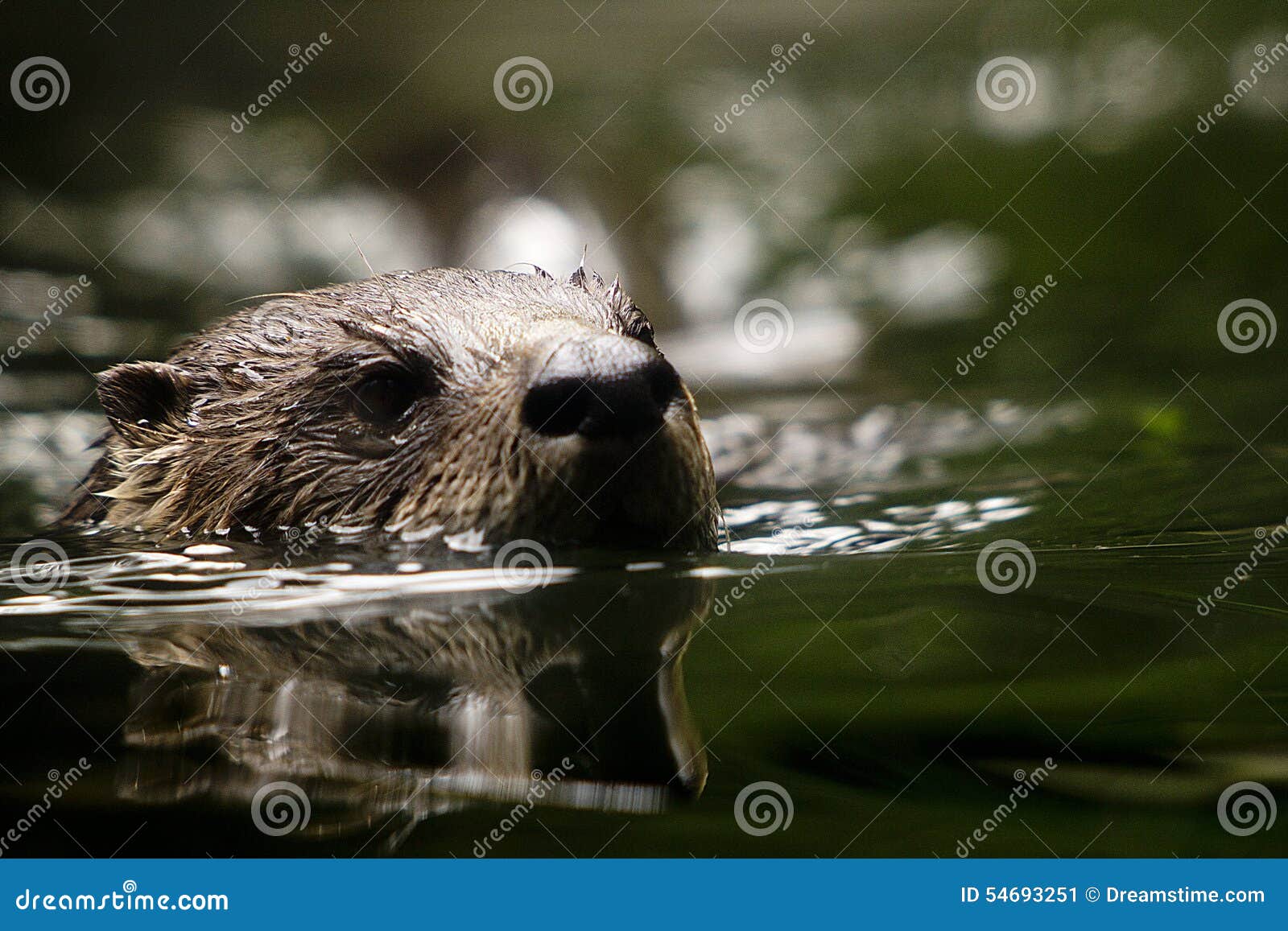 Swimming Beaver stock image. Image of swim, taking, rodent - 54693251