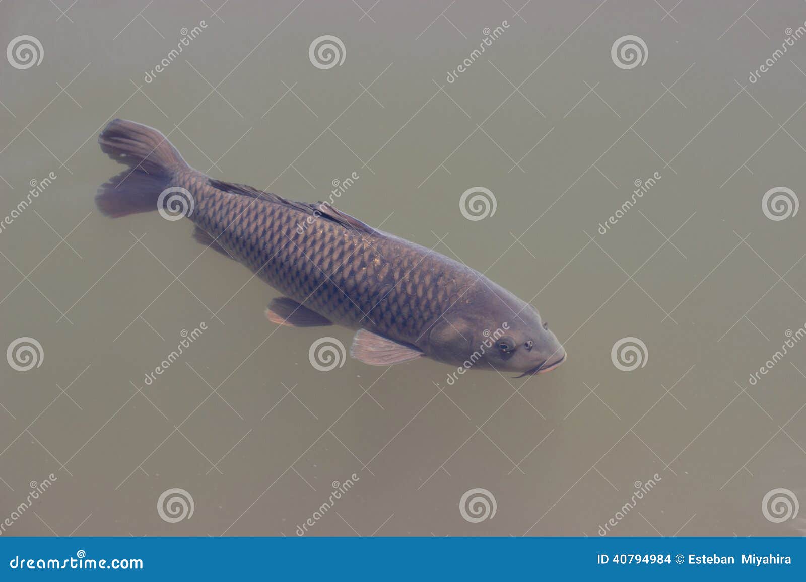 Swimming Black Carp stock photo. Image of river, fish - 40794984
